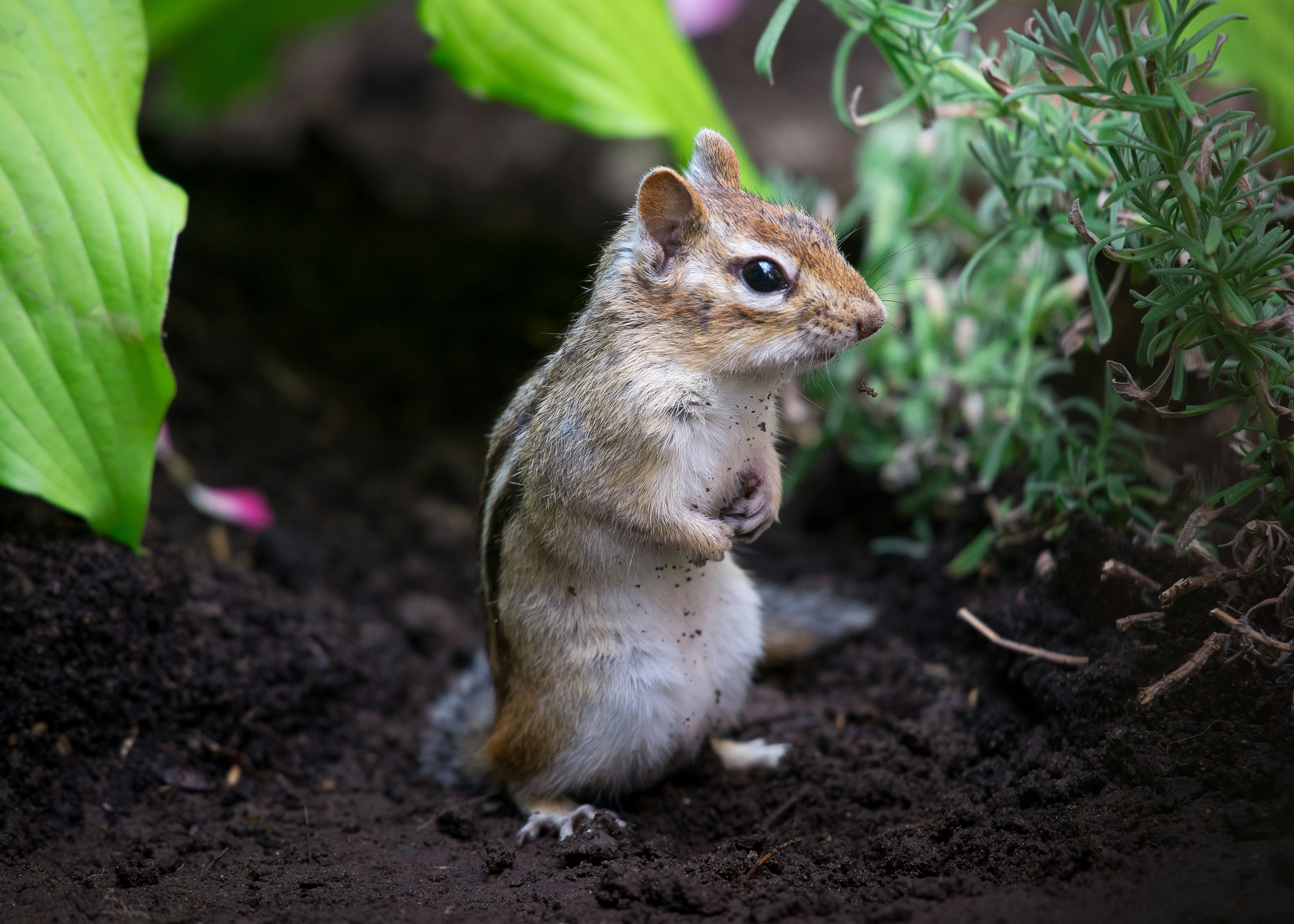 Chippy
