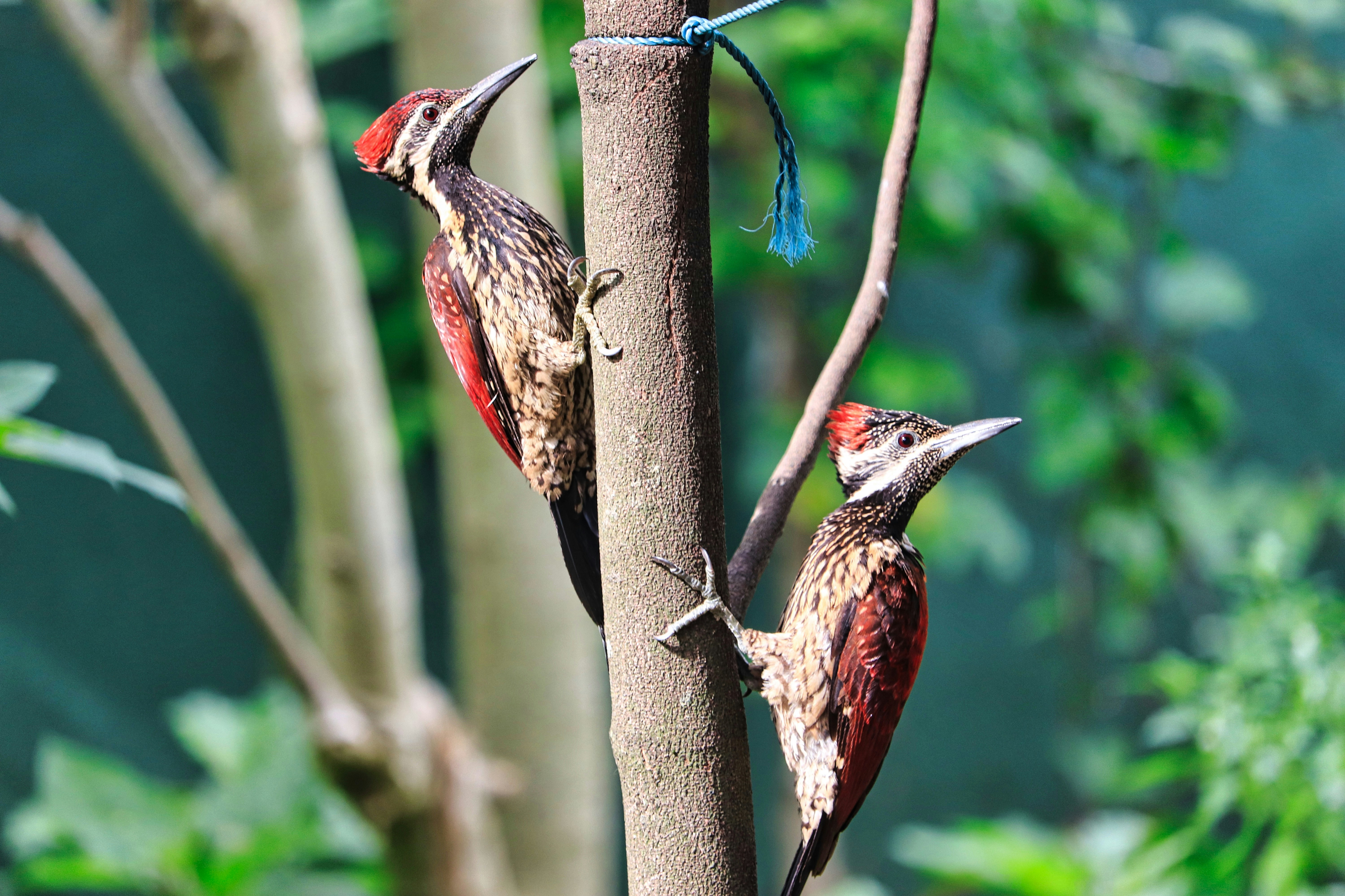 Feathered Duet on a Narrow Trunk in Dappled Light