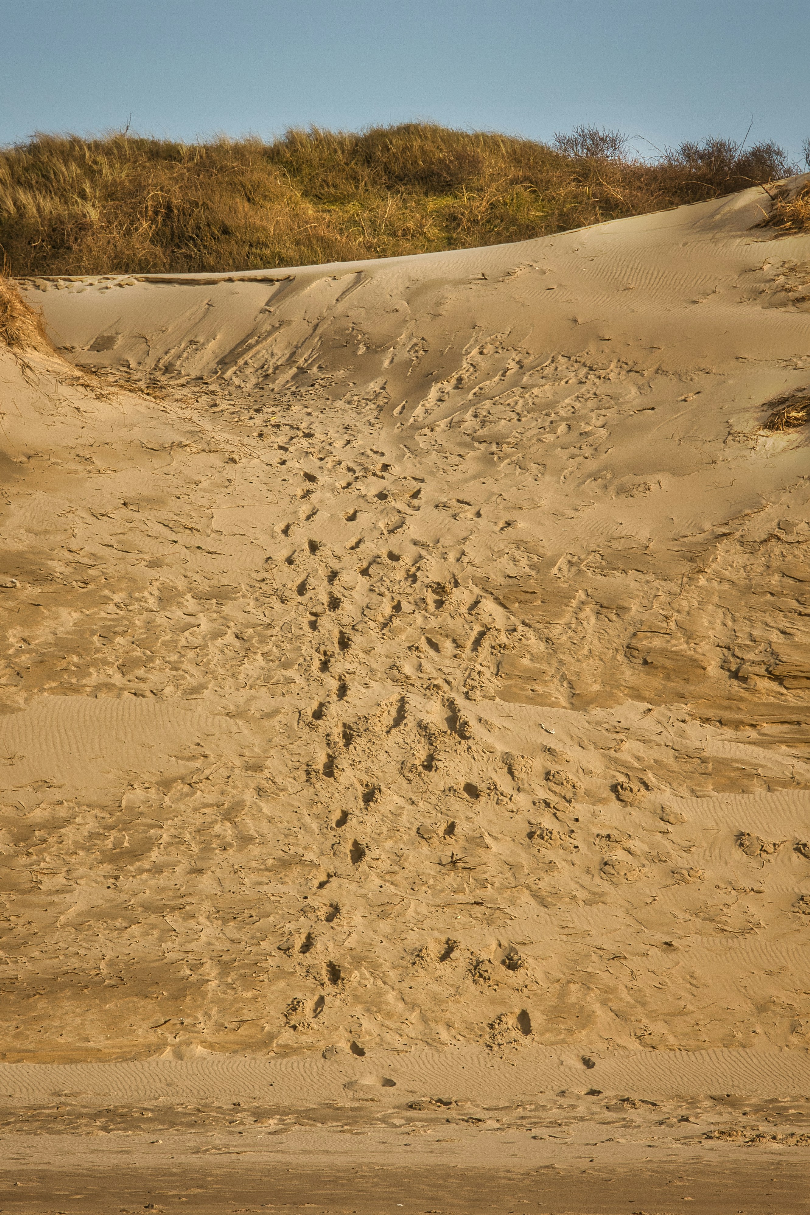 Footprints Toward the Dune Crest: A Sunlit Ridge
