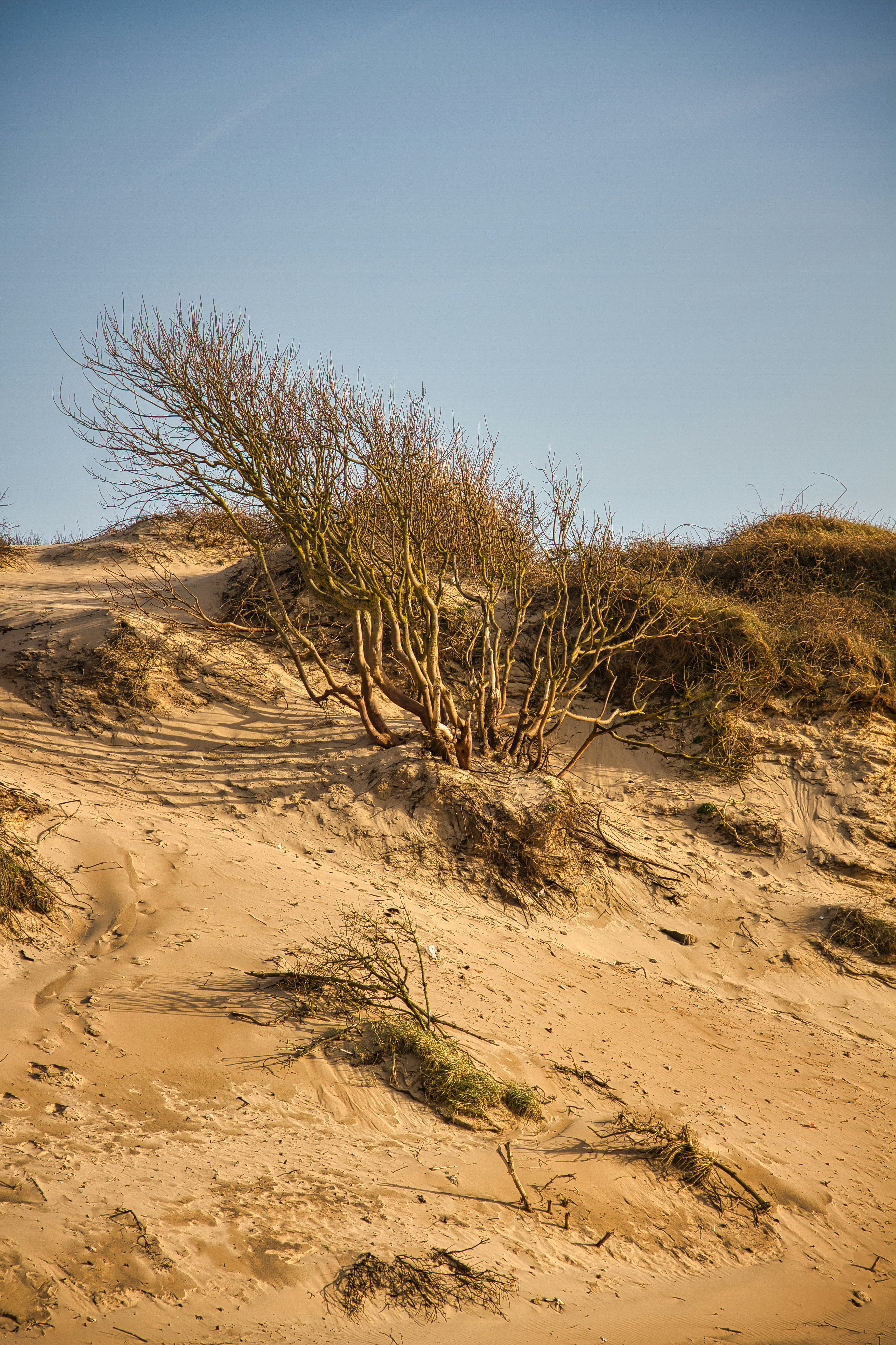 a lone giraffe standing in the middle of a desert