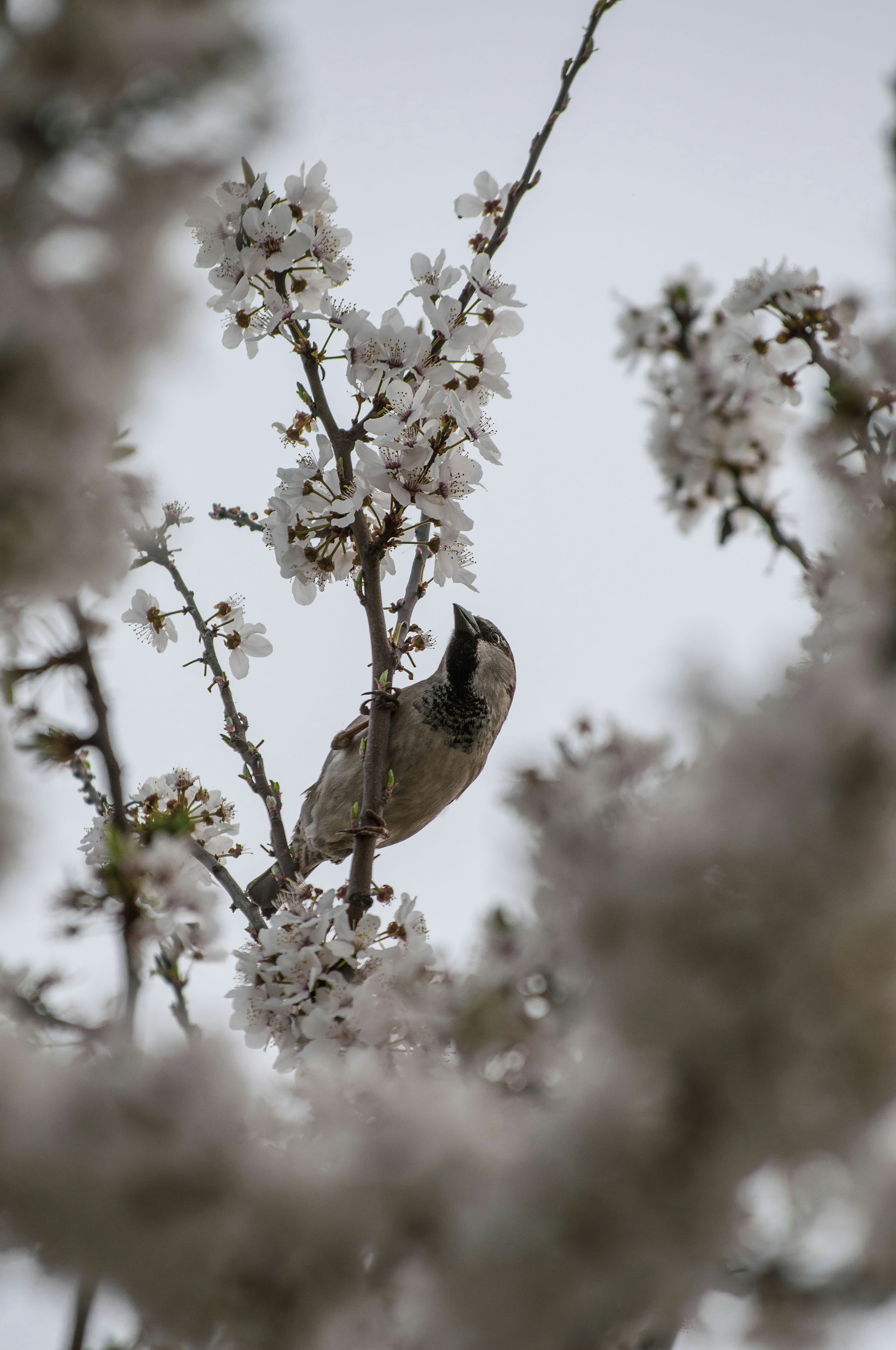 A bird perched among delicate cherry blossoms, framed by soft petals and branches. The scene captures the essence of spring's renewal.