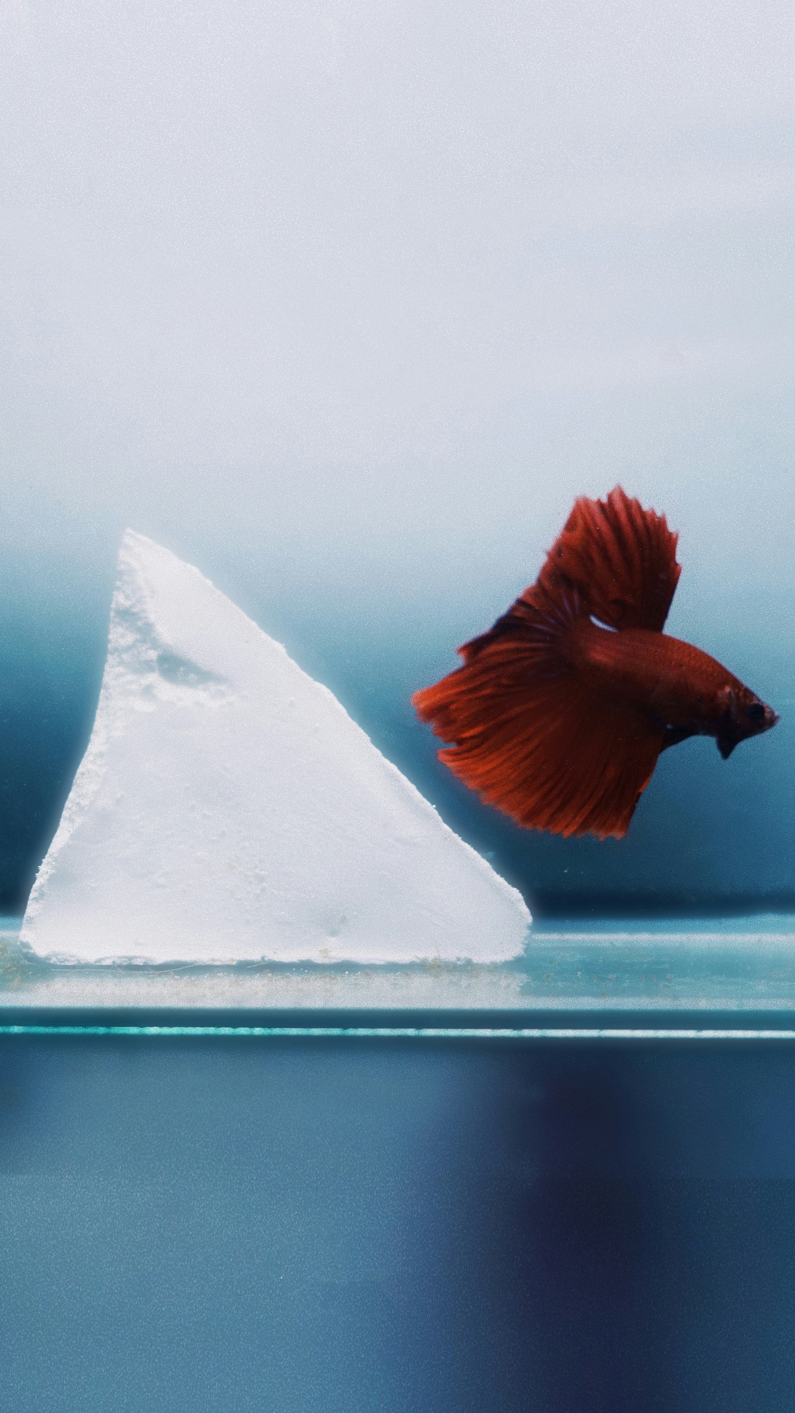 Poisson Cardinal Photos | Télécharger des images gratuites sur Unsplash