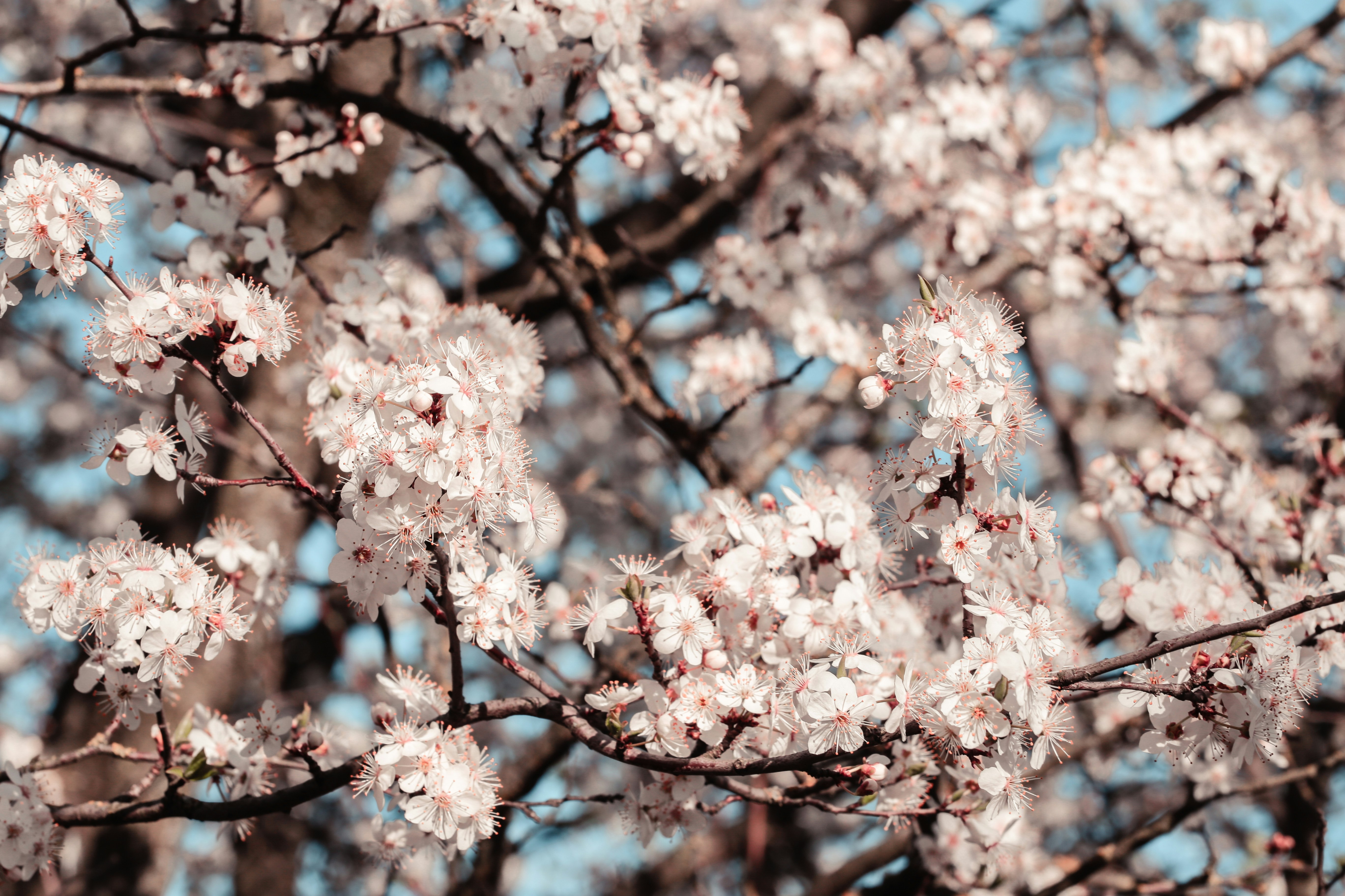 Delicate cherry blossoms bloom against a clear blue sky, creating a serene atmosphere reminiscent of spring's arrival.