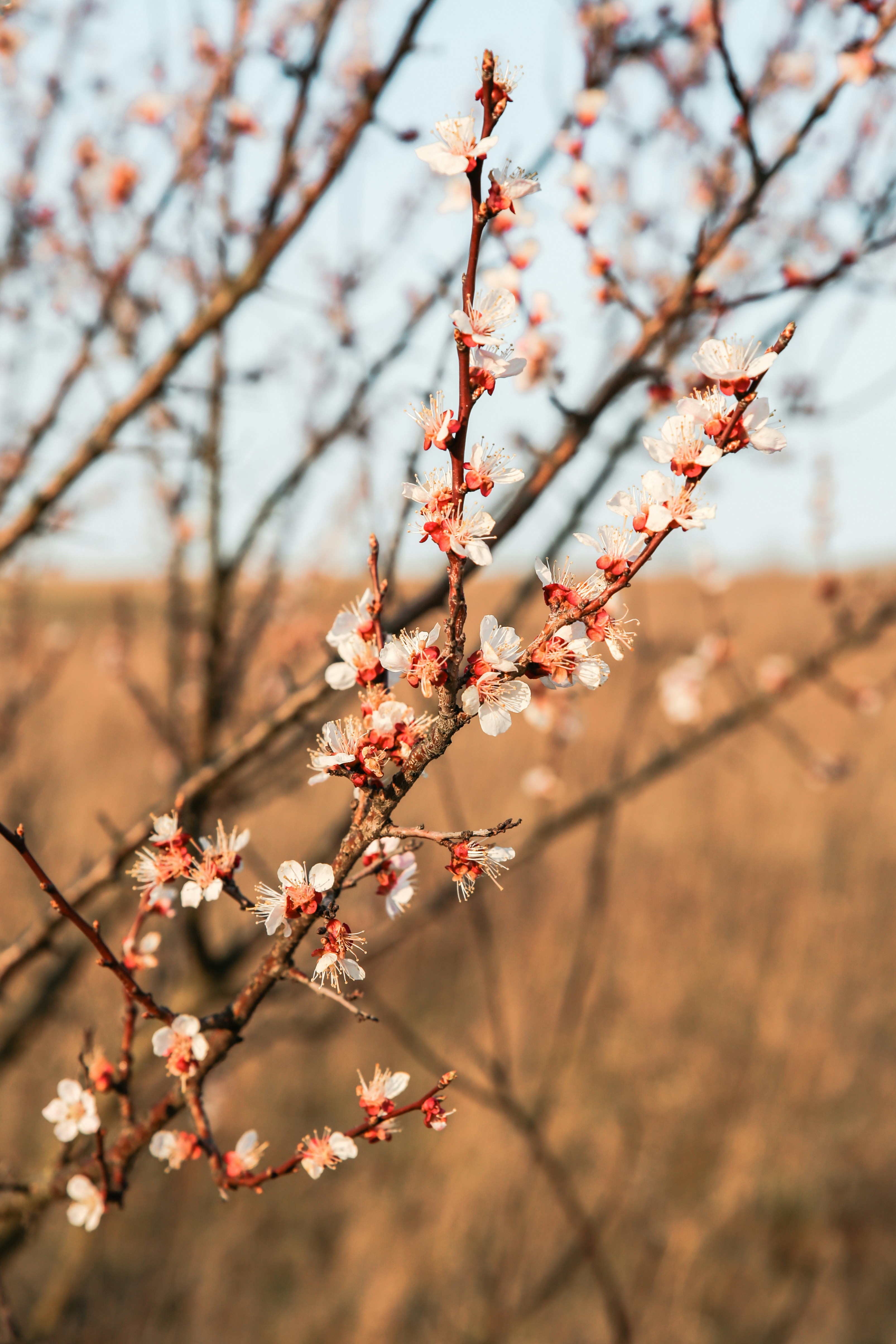 Delicate Diagonal Bloom: Close-Up of Spring's First Blossoms