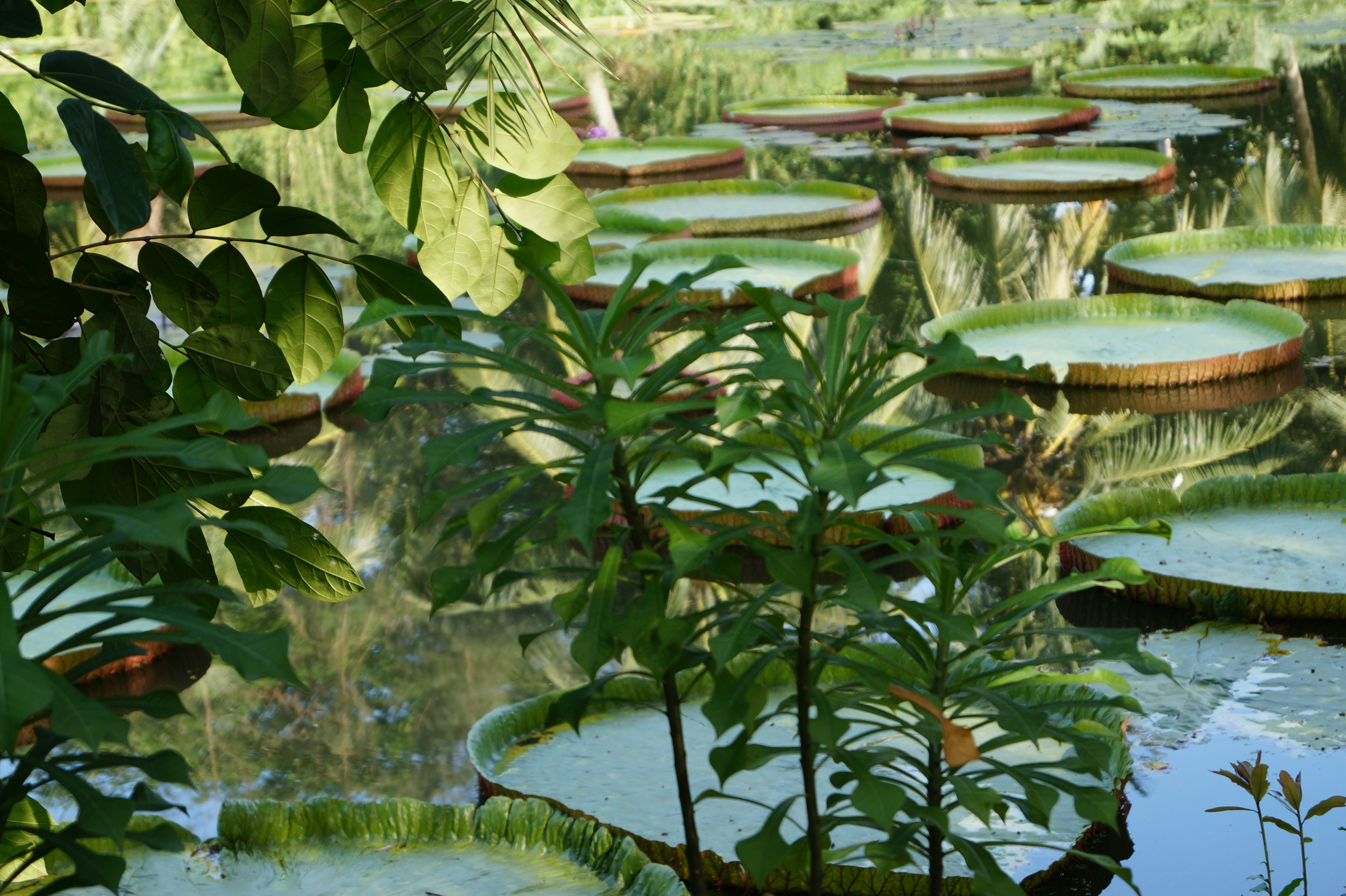 Green and red plant on green round pot photo – Free Dindi Image on Unsplash