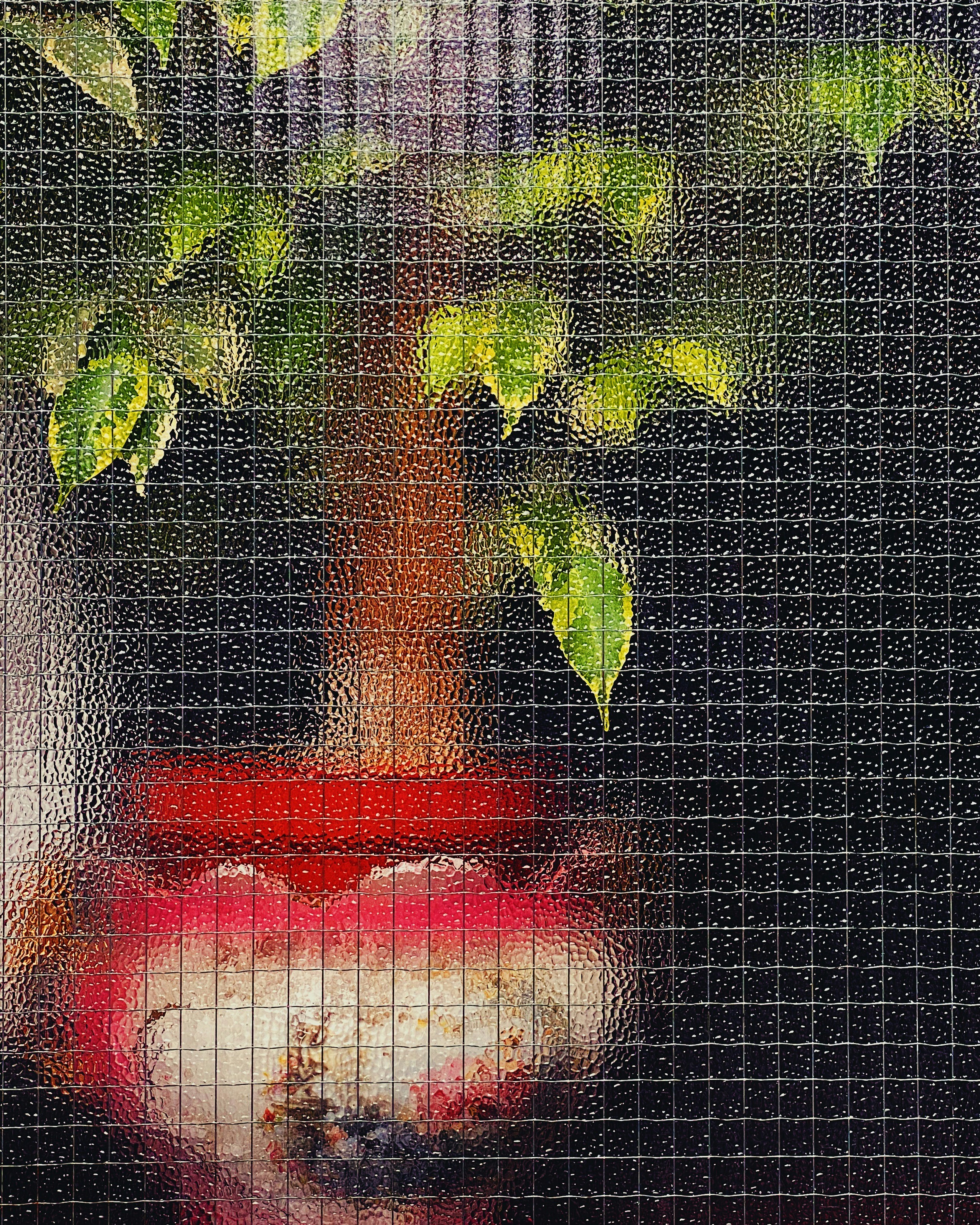 Veiled in Glass: A Potted Plant through Textured Grid