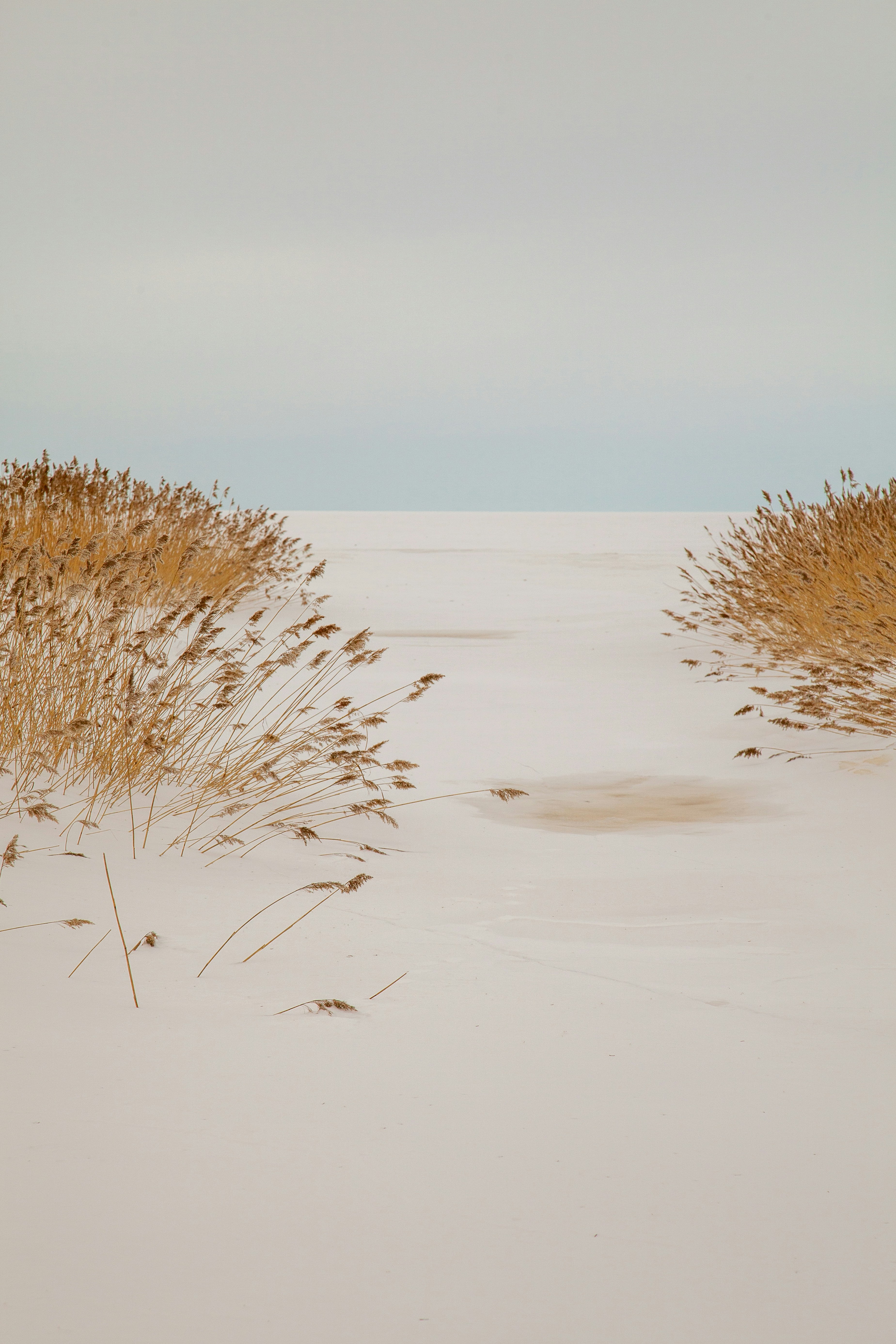 Brown grass on white sand during daytime photo – Free Winter Image on ...