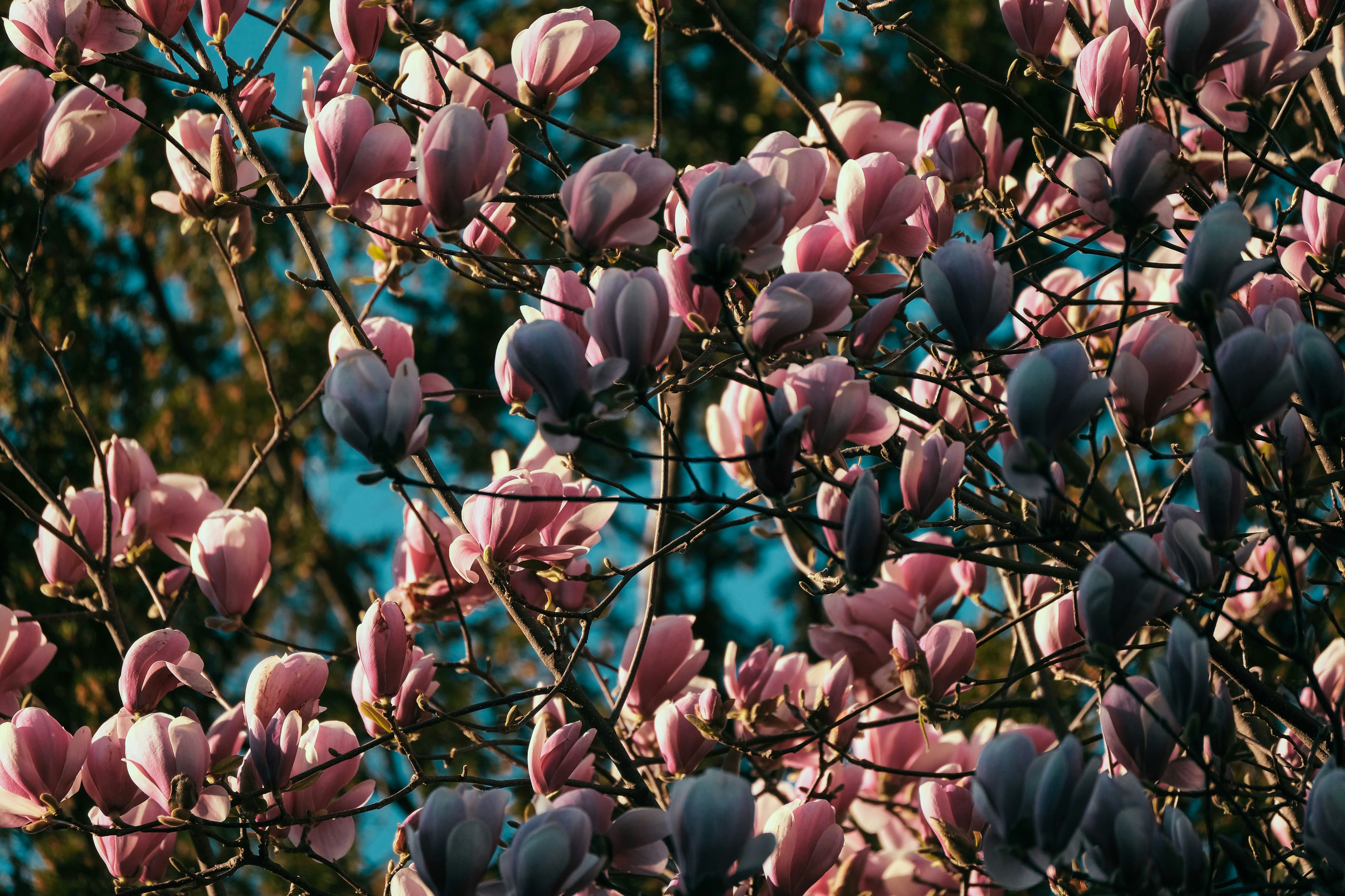 Blue flower buds during daytime photo – Free Plant Image on Unsplash