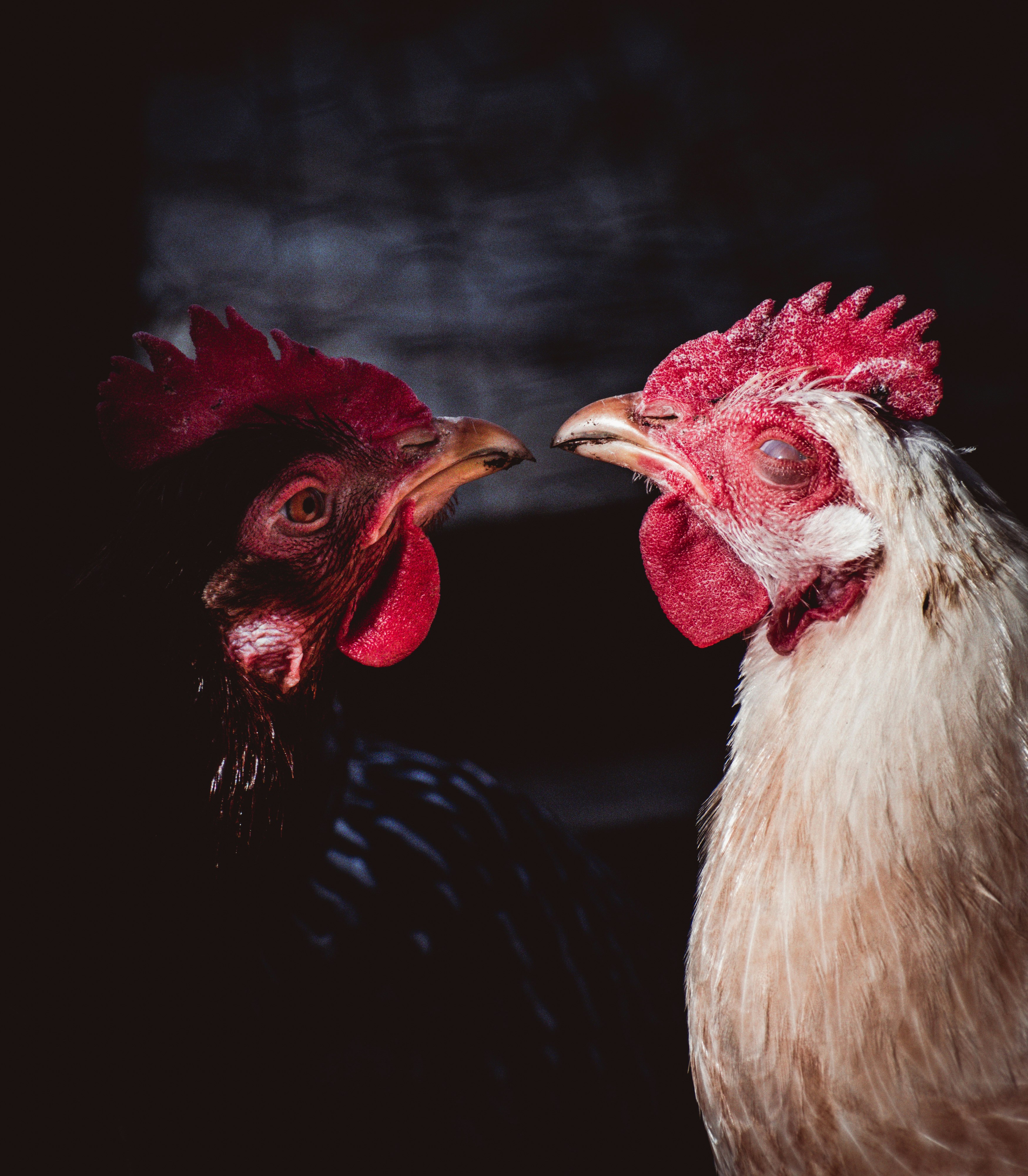 Two chickens engaging in a close-up conversation, showcasing their distinct features and expressions against a softly blurred background.