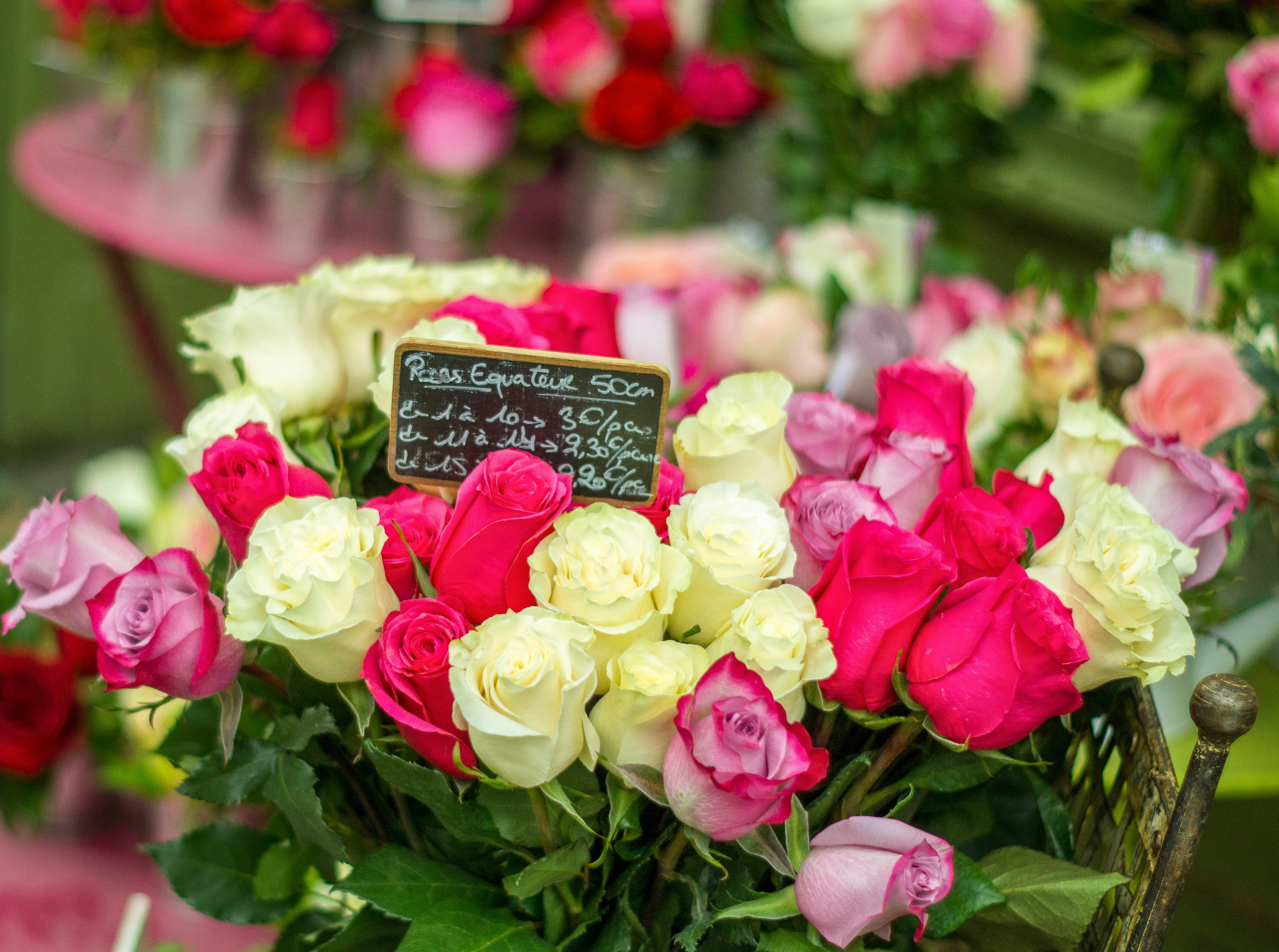 Pink and white roses in bloom during daytime photo – Free Paris Image ...