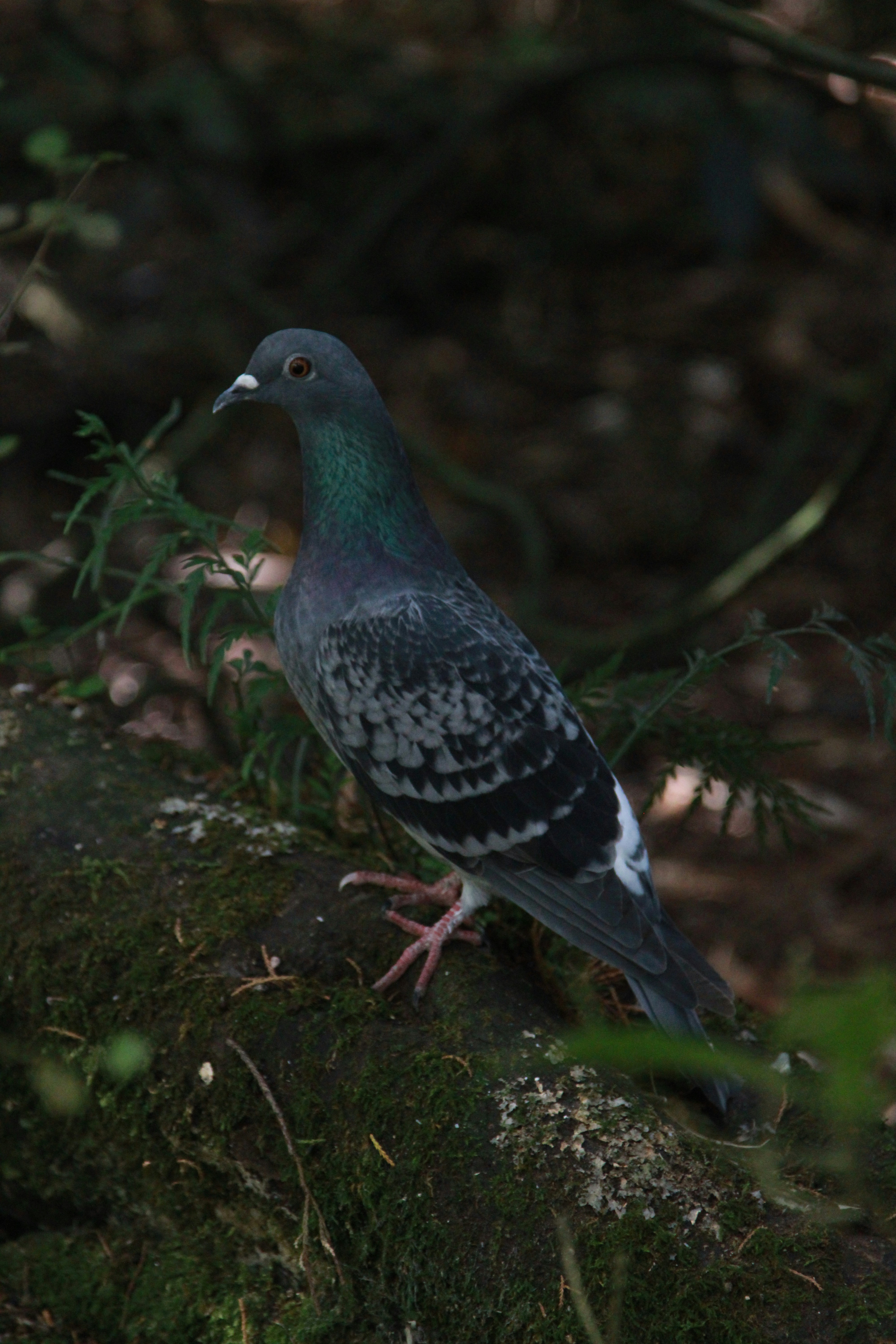 Pigeon on a mossy ledge beneath dim forest light
