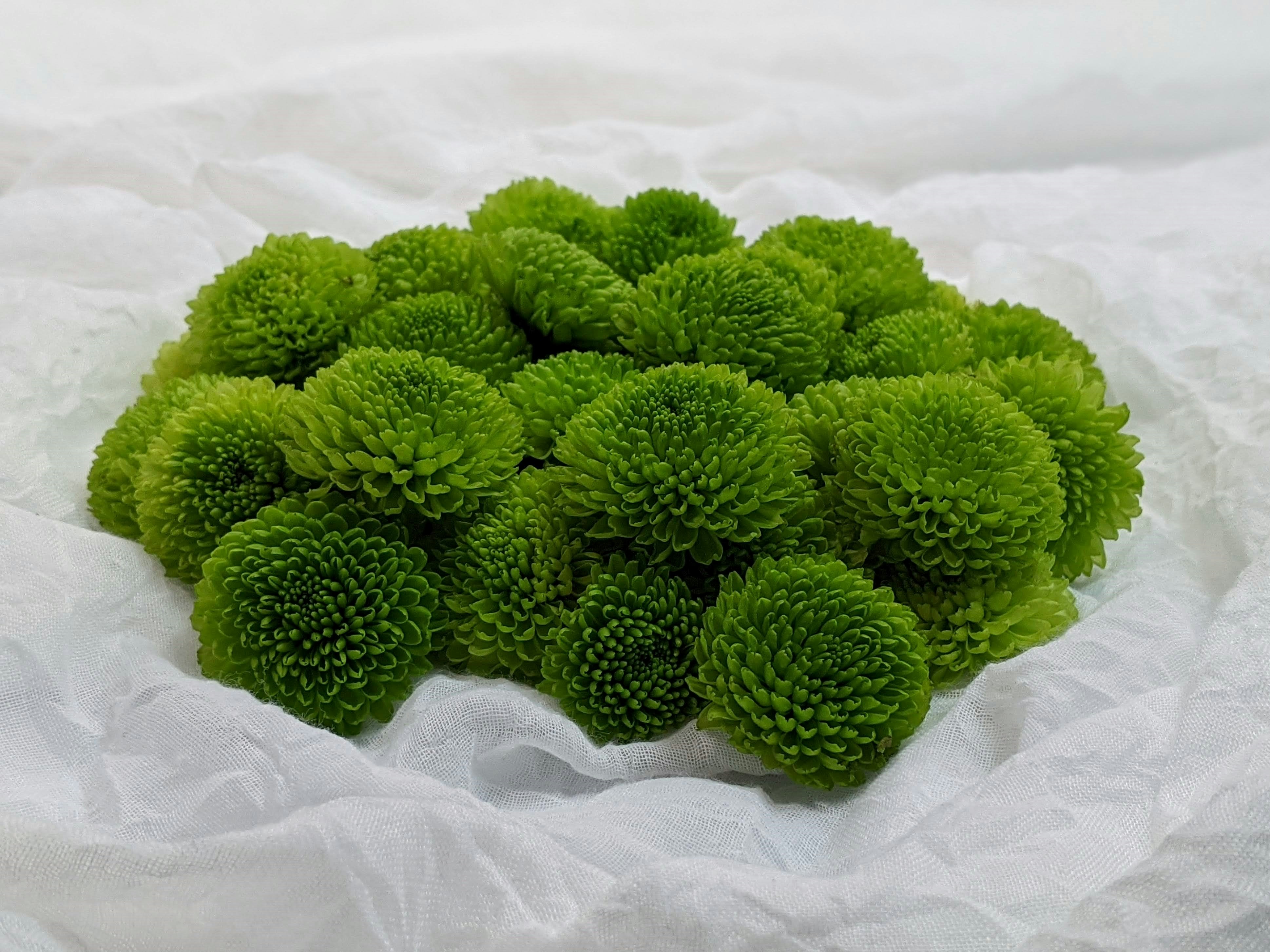 Plante verte sur textile blanc photo – Photo Vert Gratuite sur Unsplash