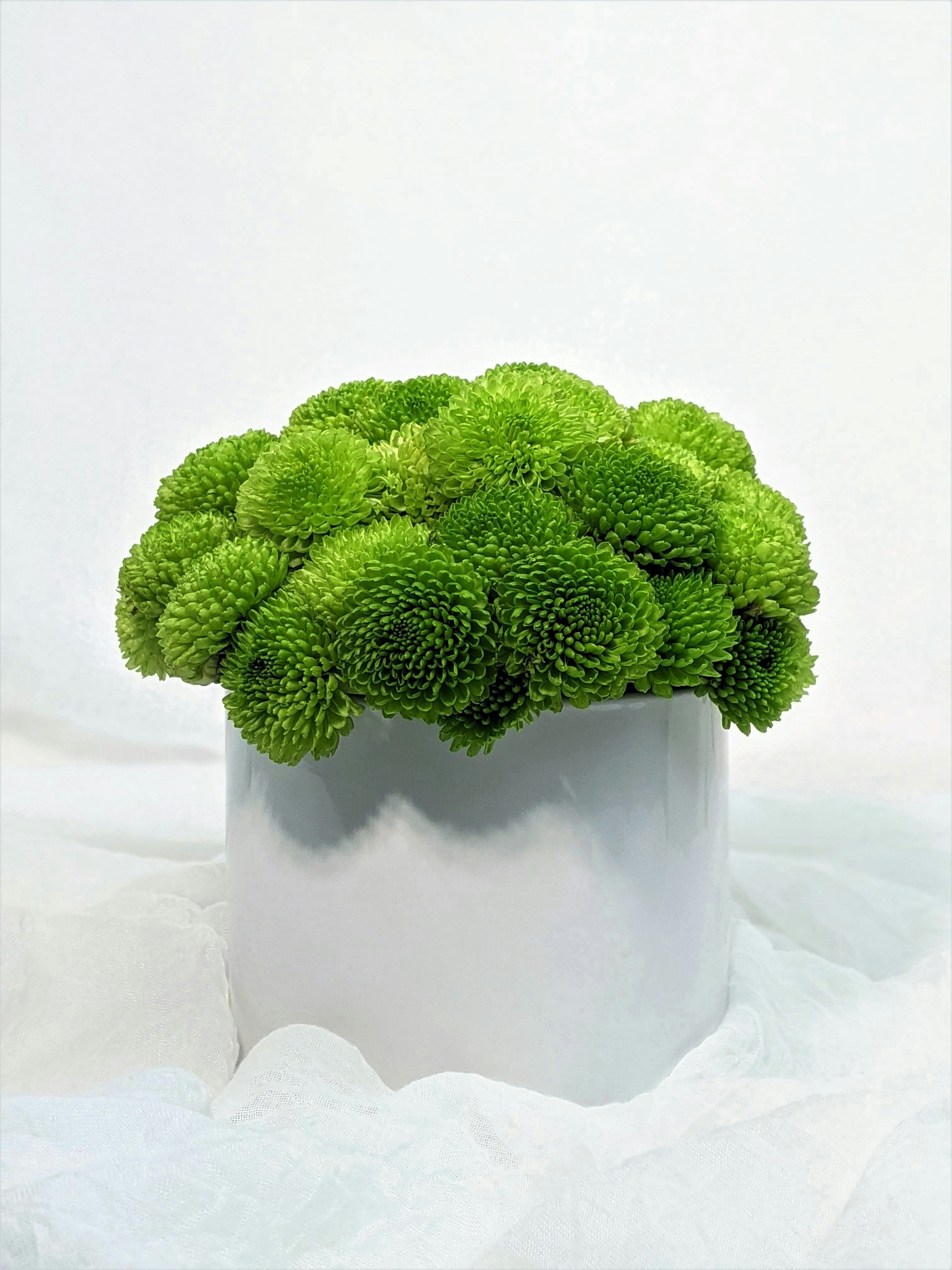 Vivid Green Pom-Pom Blooms in a Glossy White Ceramic Vase