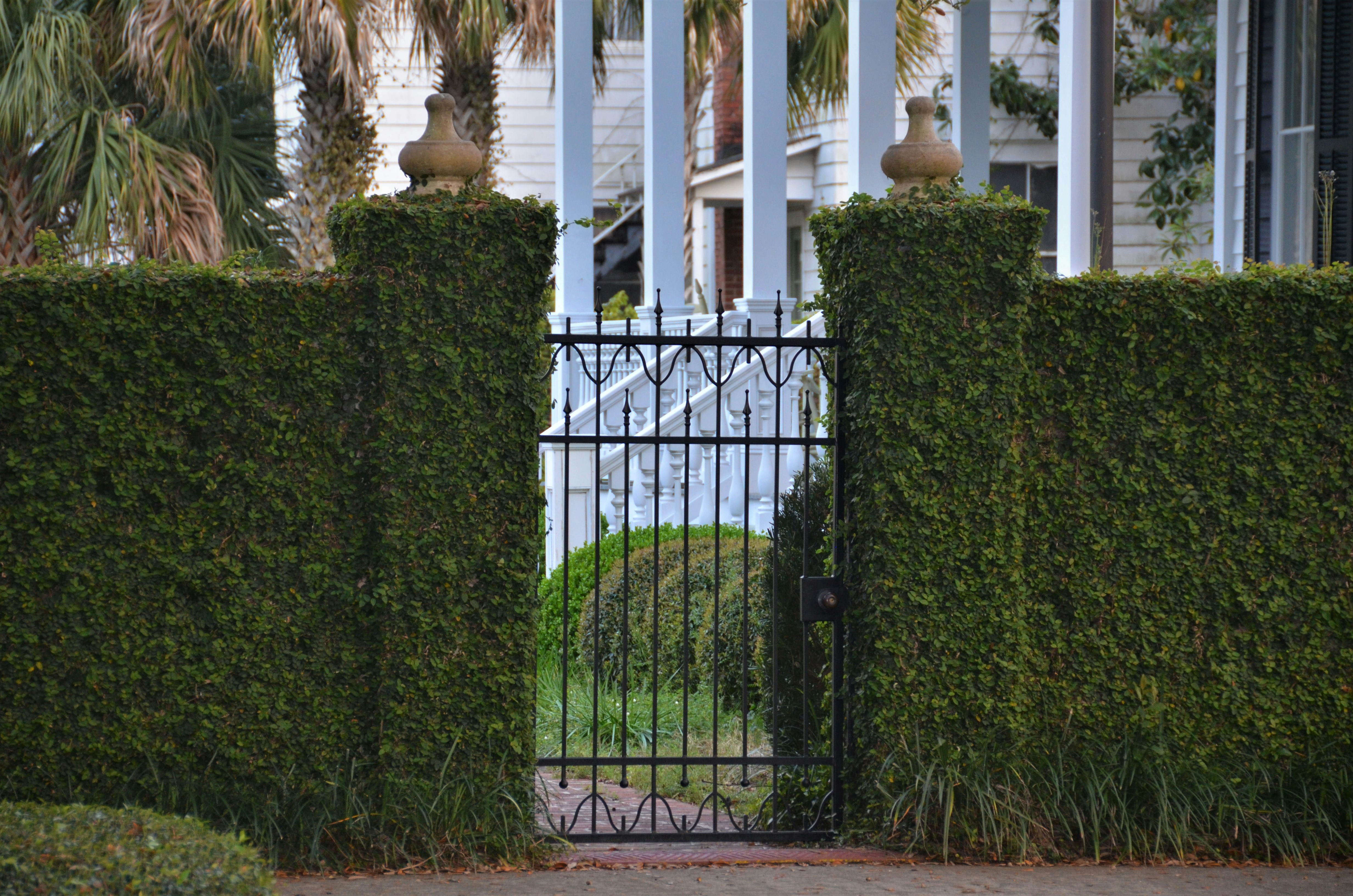 Between Velvet Hedges and Iron: Gate to a Hidden Courtyard