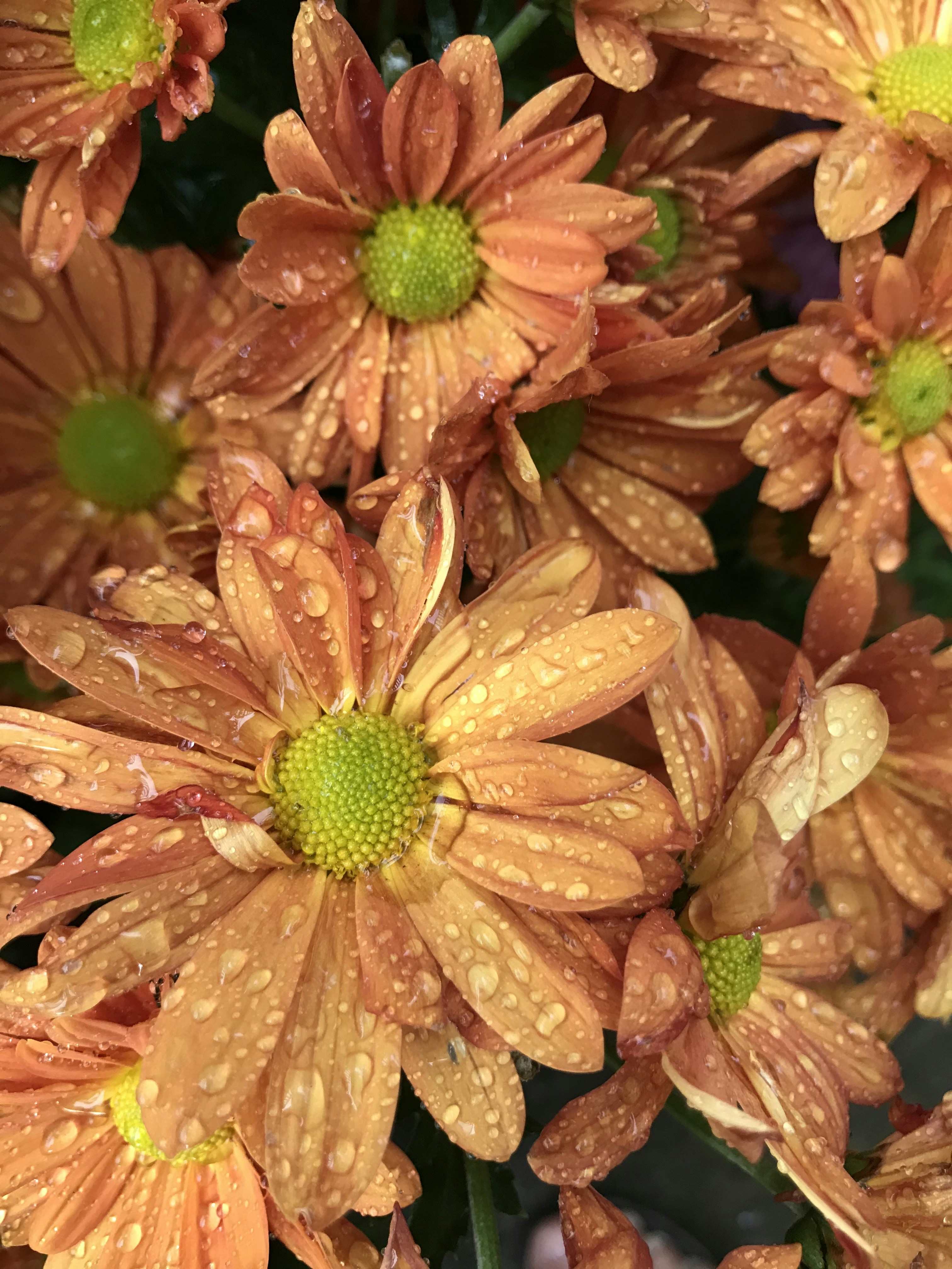 Dew-Kissed Orange Daisies: A Macro Portrait