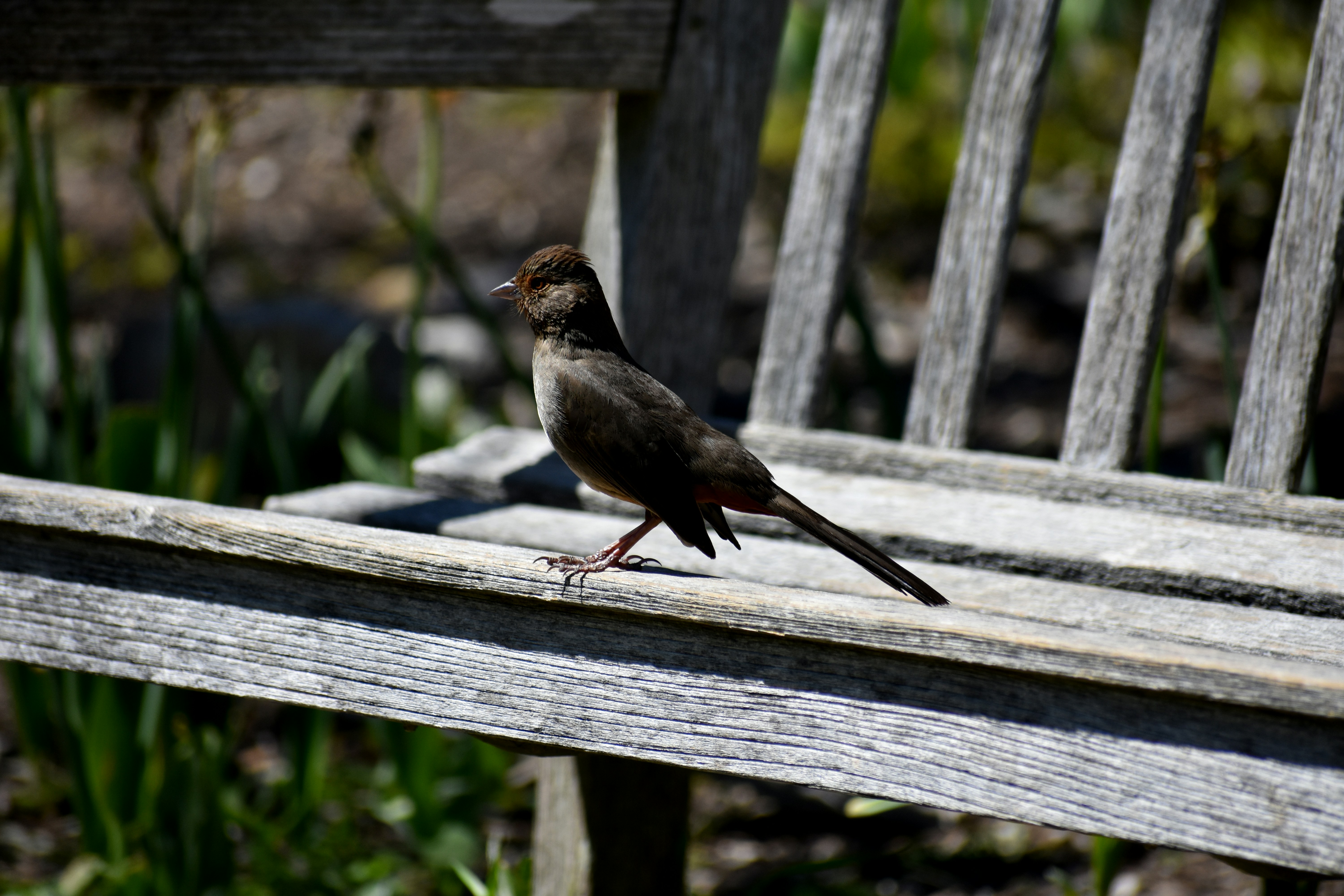 A small brown bird stands on a weathered wooden bench in a garden, surrounded by green foliage. The sunlight highlights its features.