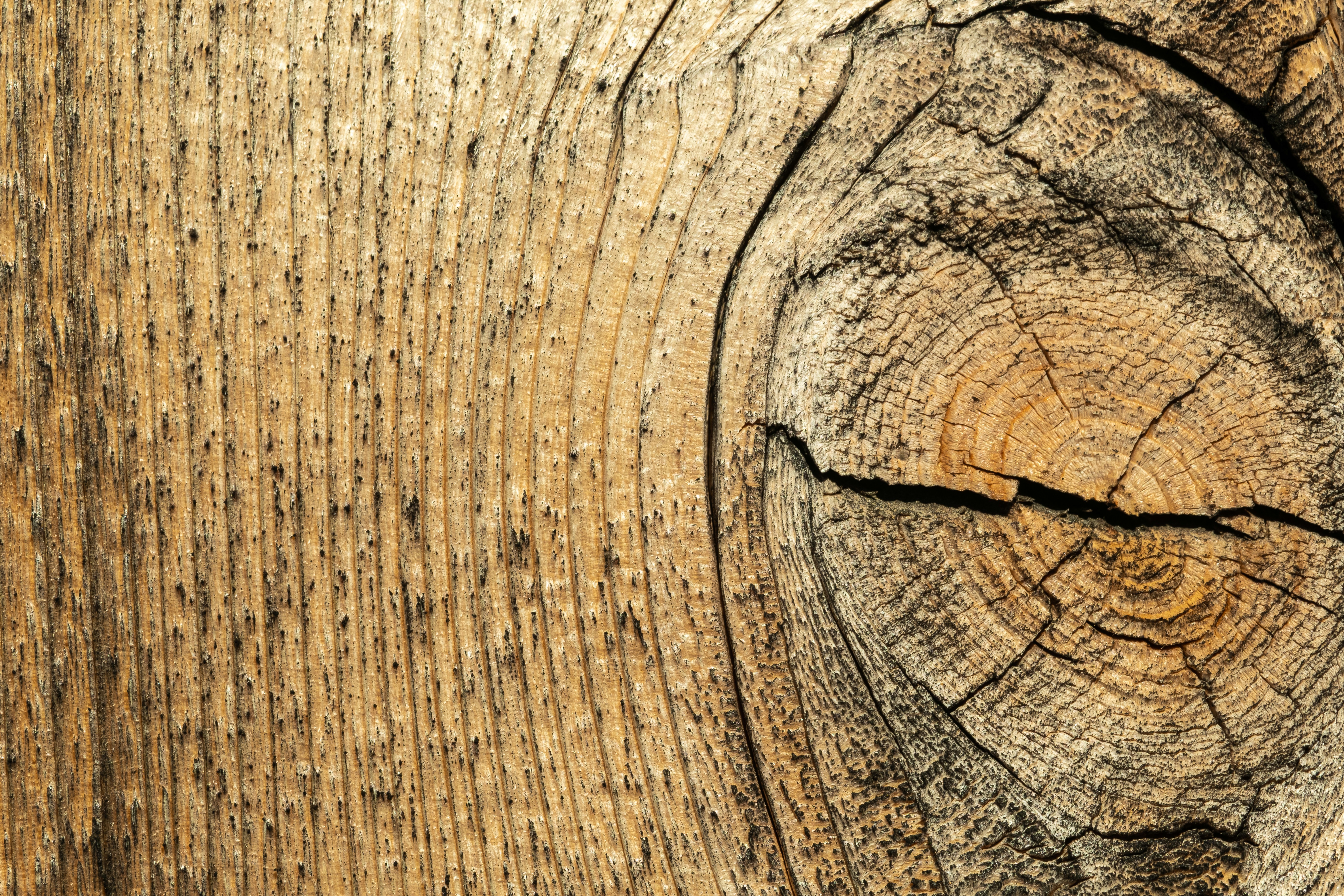 Brown wood with hole in the middle photo – Free Jamul Image on Unsplash