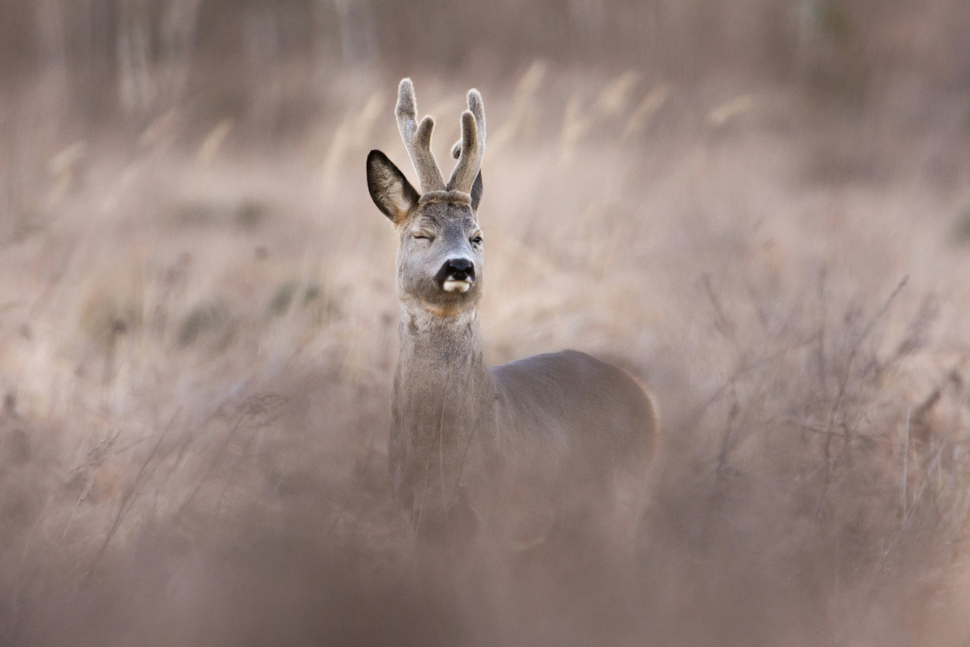 A roe deer stands gracefully amidst tall grasses, embodying tranquility in a natural habitat.