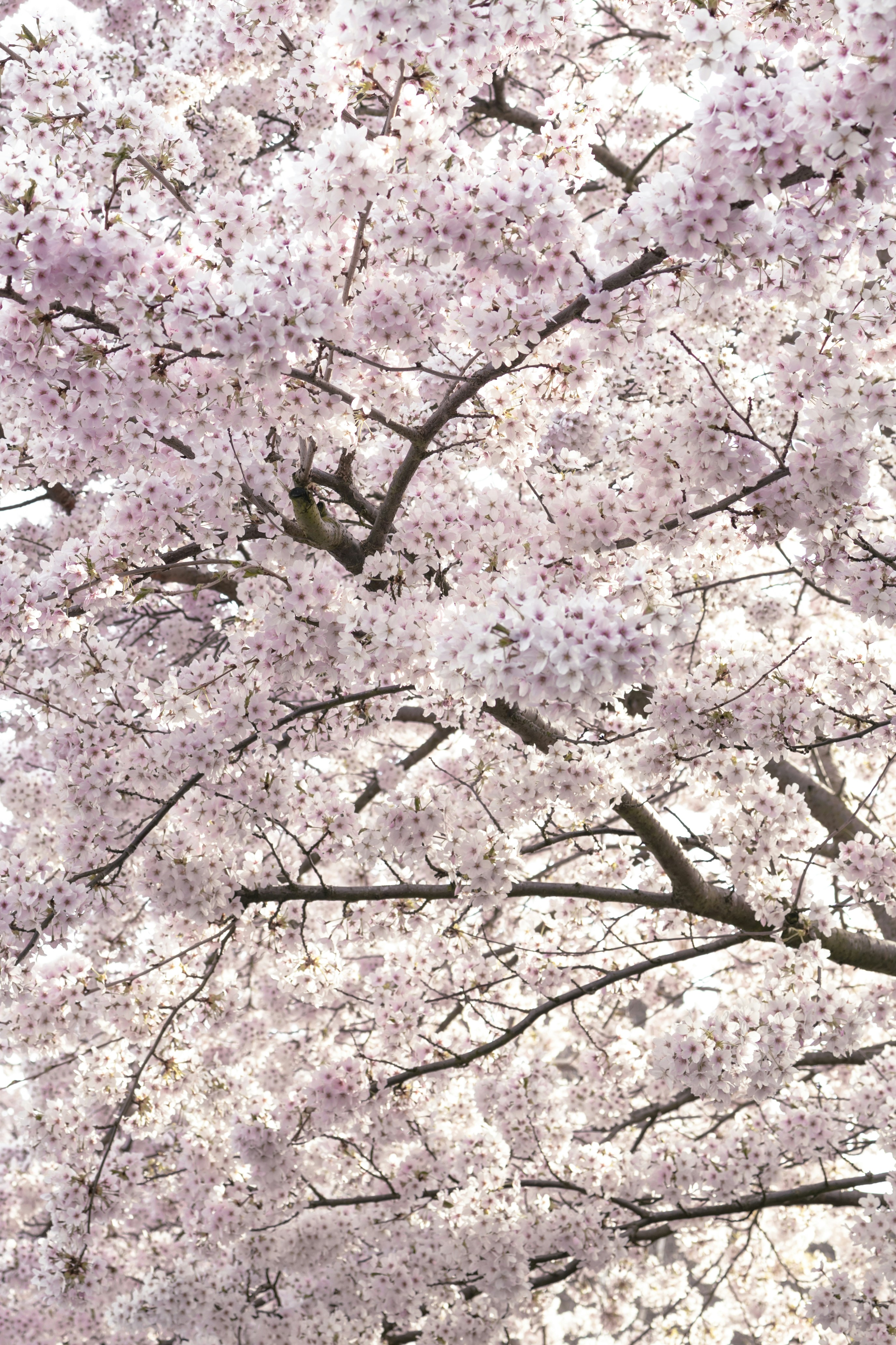 Delicate cherry blossoms create a soft canopy, with branches intertwining, inviting a sense of tranquility and renewal.