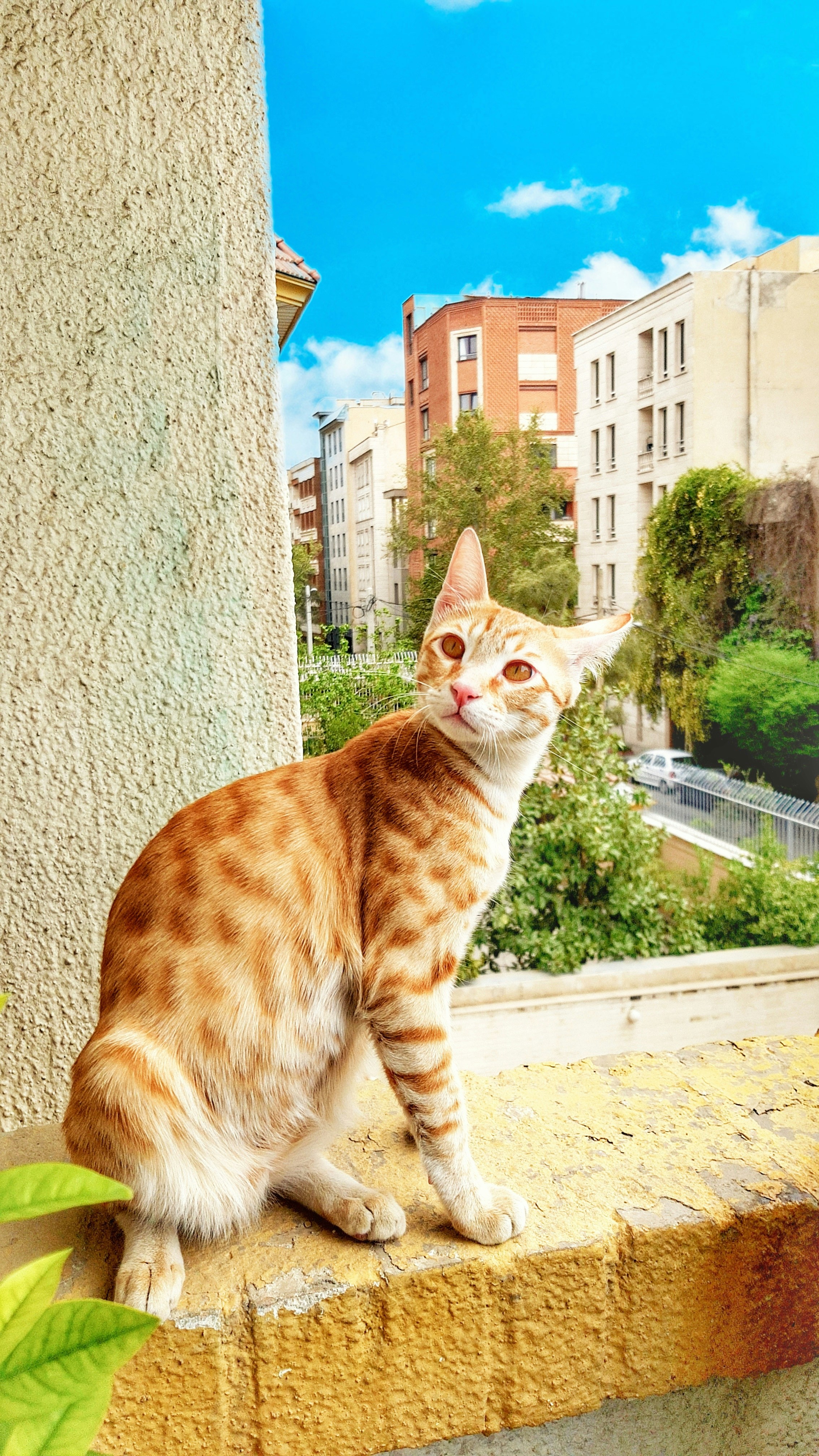 orange tabby cat on gray concrete wall during daytime