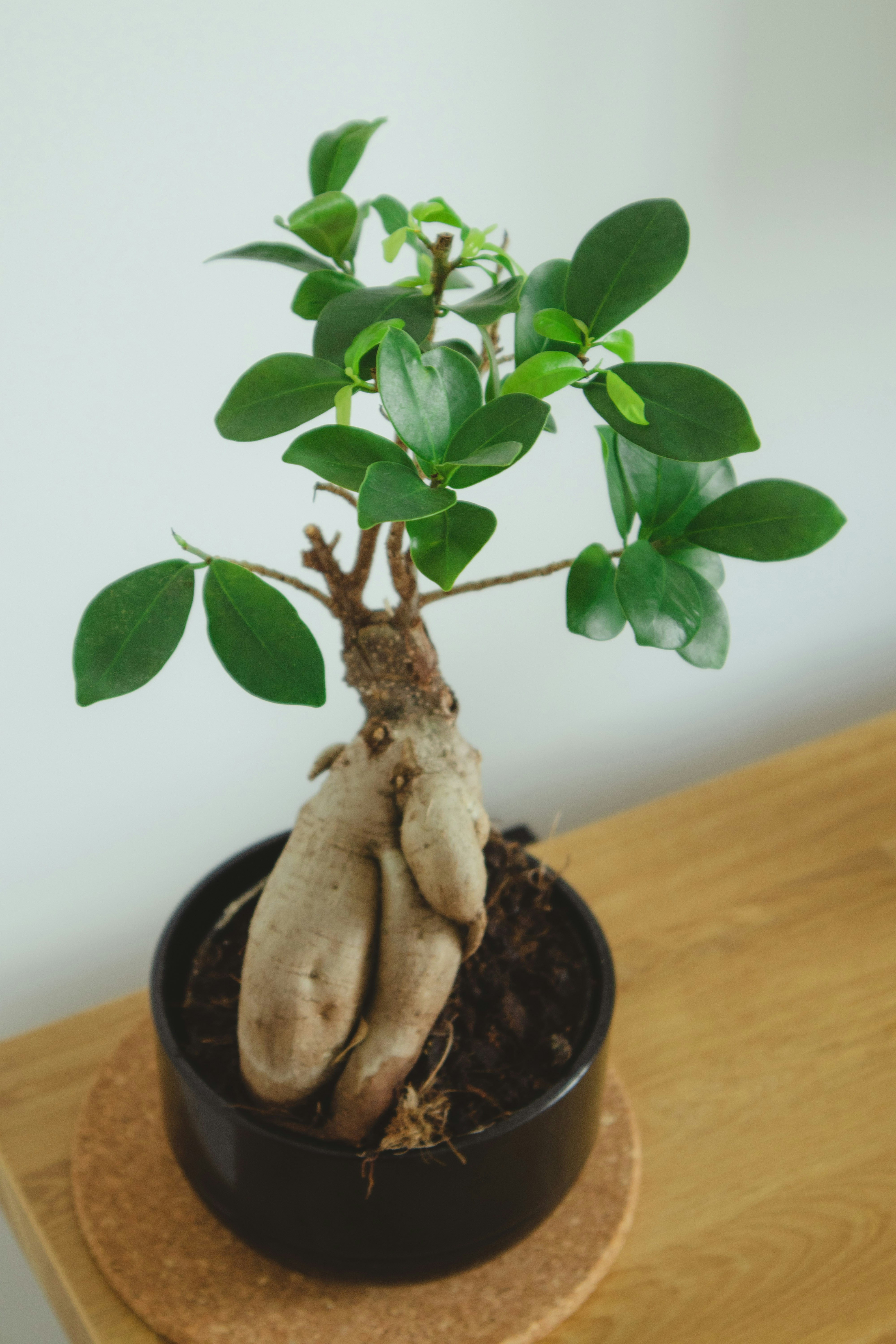 Rooted Silence: A Bonsai's Sculpted Trunk and Emerald Canopy