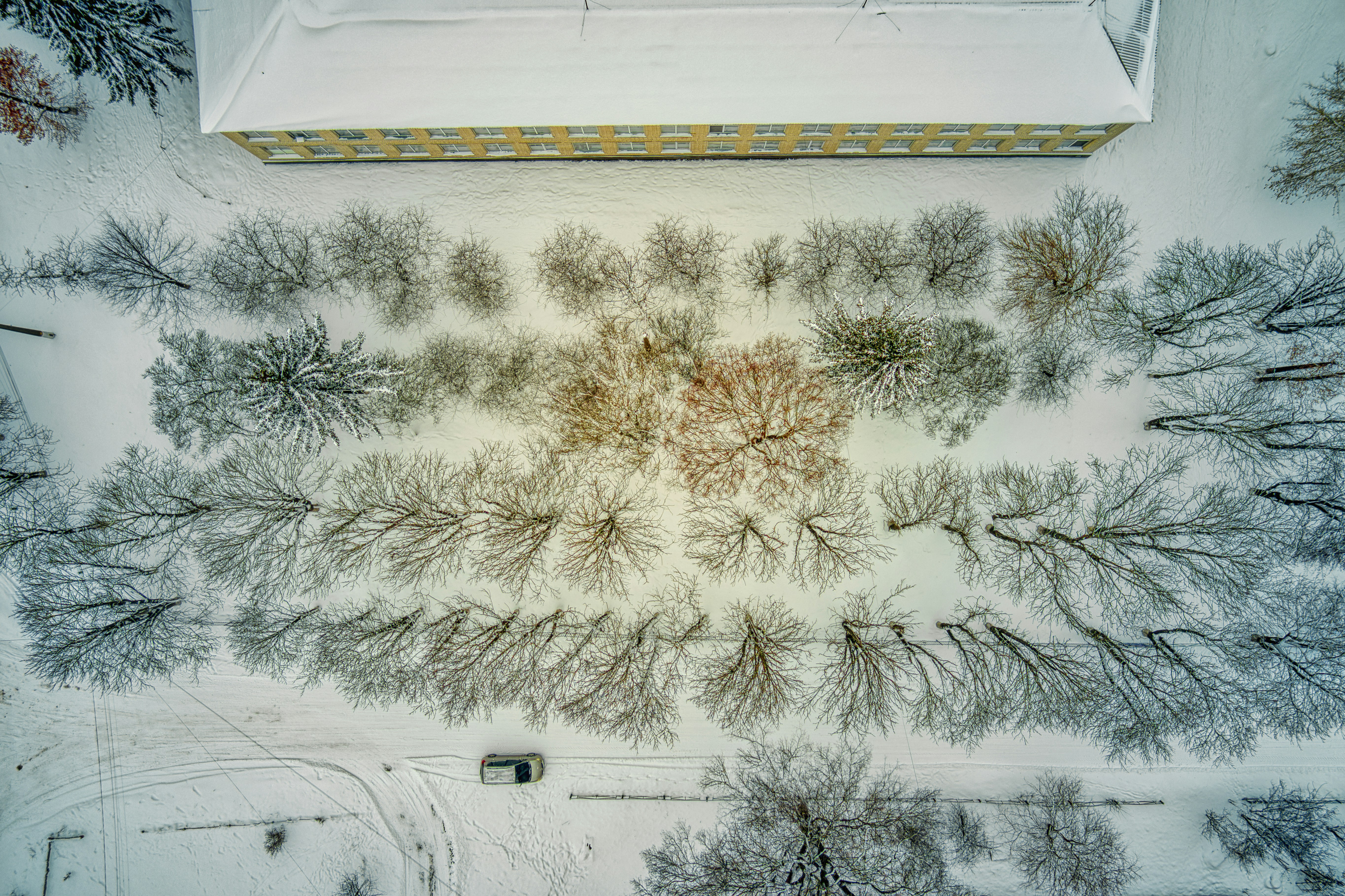 Winter Geometry: Snow-Blanketed Tree Lines Framing a Quiet Campus BuildingMaksym Diachenko