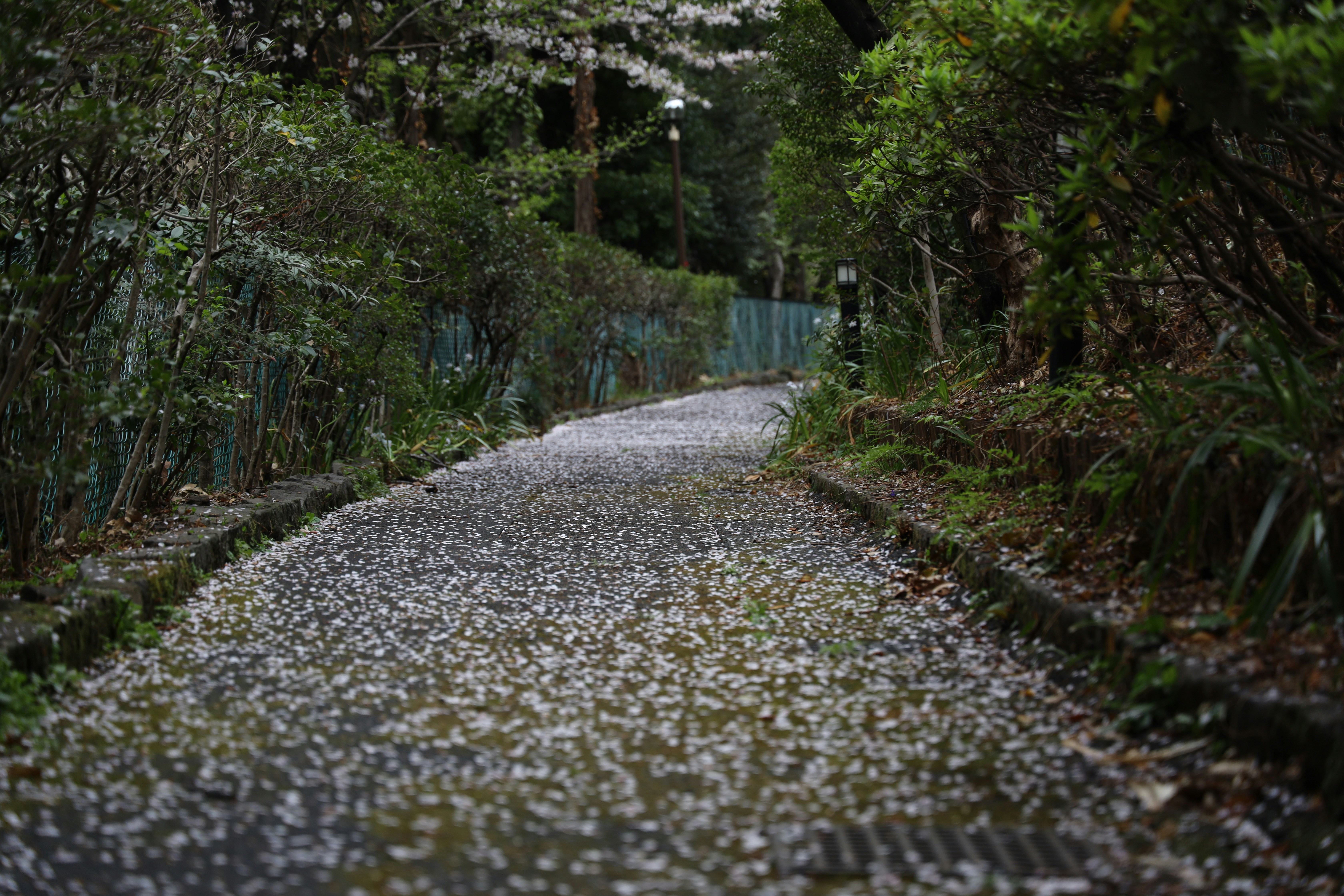 gray concrete road between green trees during daytime