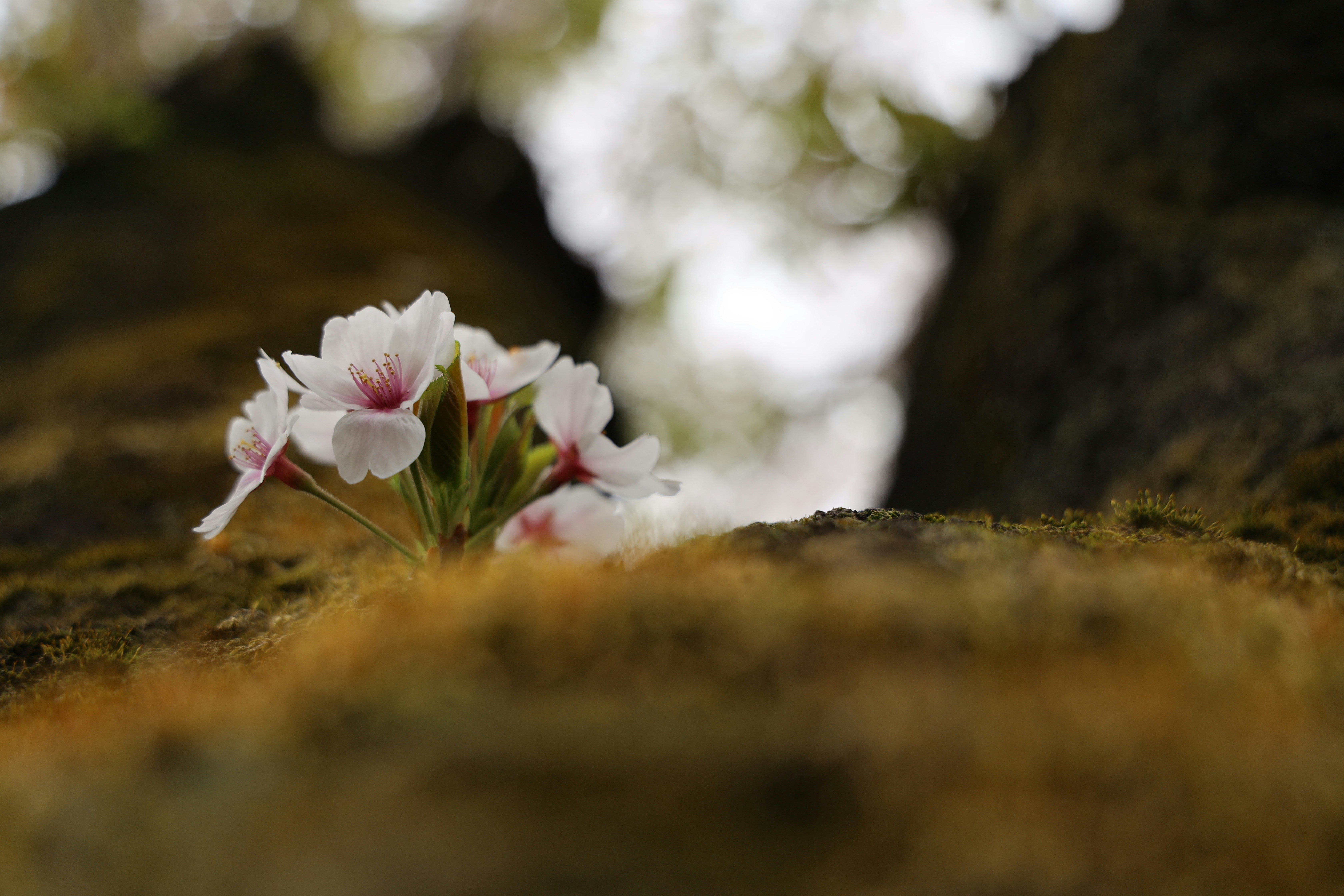 Primrose Among the Moss: A Fragile Bloom Emerging from the Stone