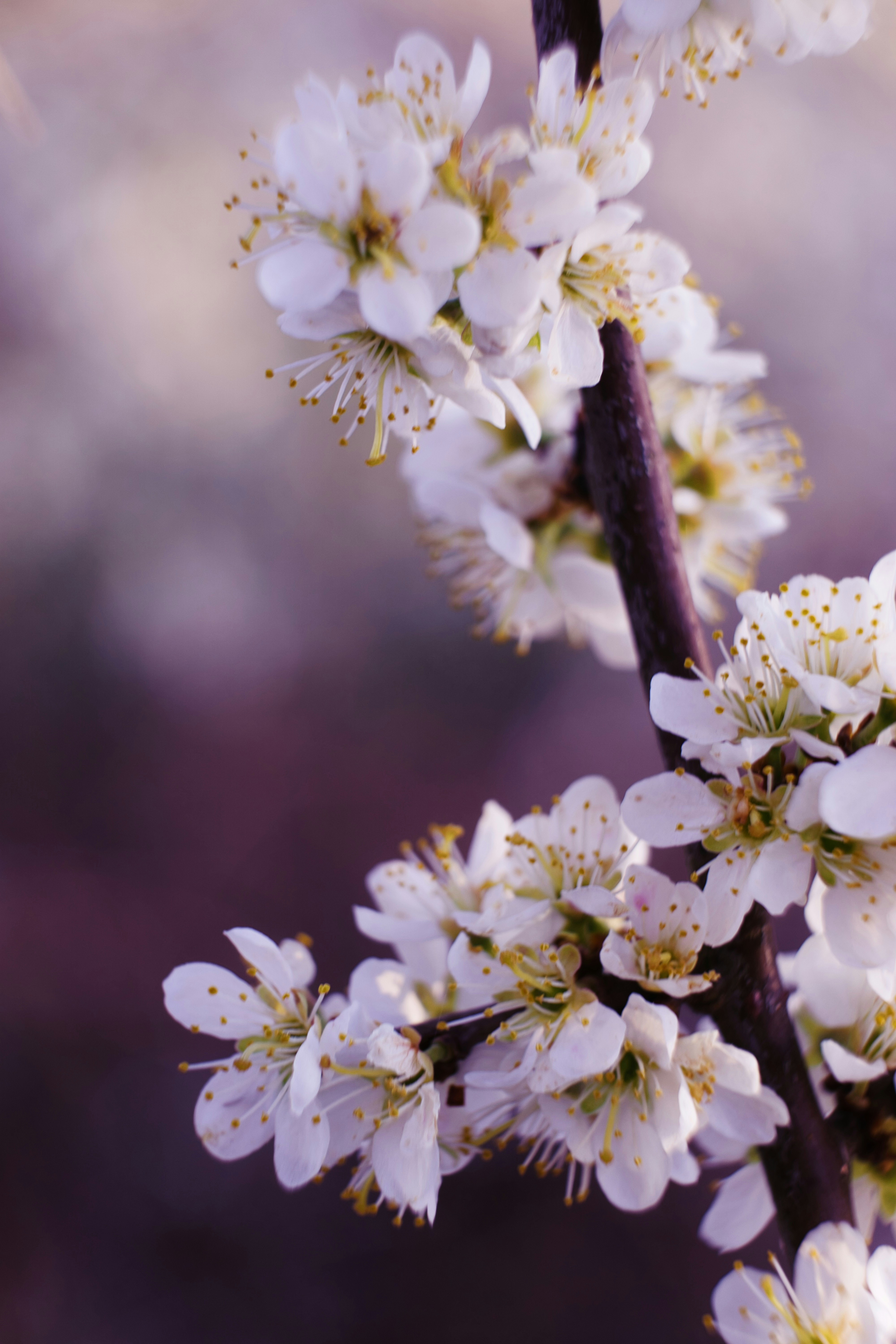 Delicate white blossoms clustered on a slender branch, set against a softly blurred background. The image captures the essence of spring's arrival.