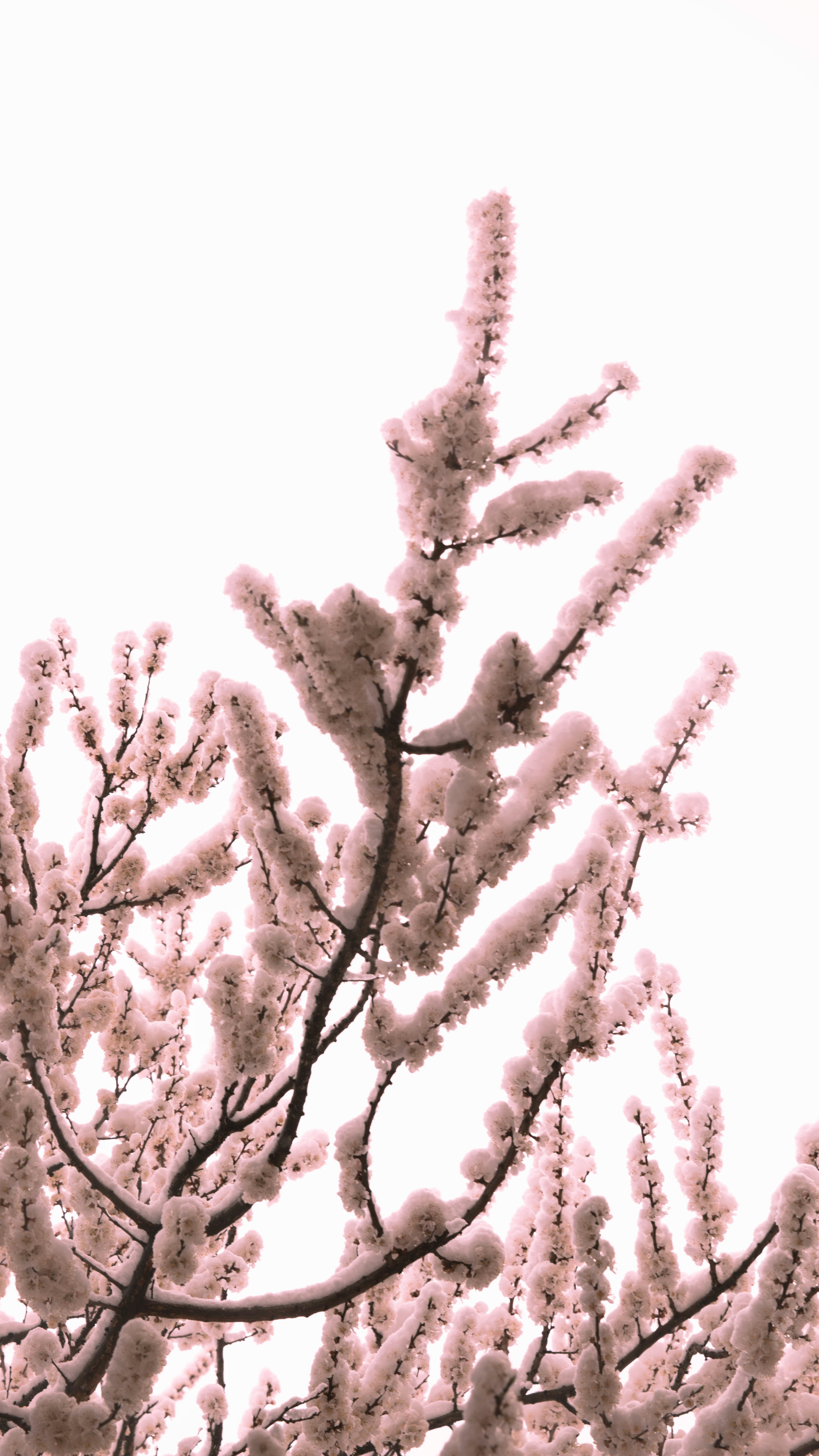 Vertical Pink Cascade: Cherry Blossoms Reaching Toward the Pale Sky
