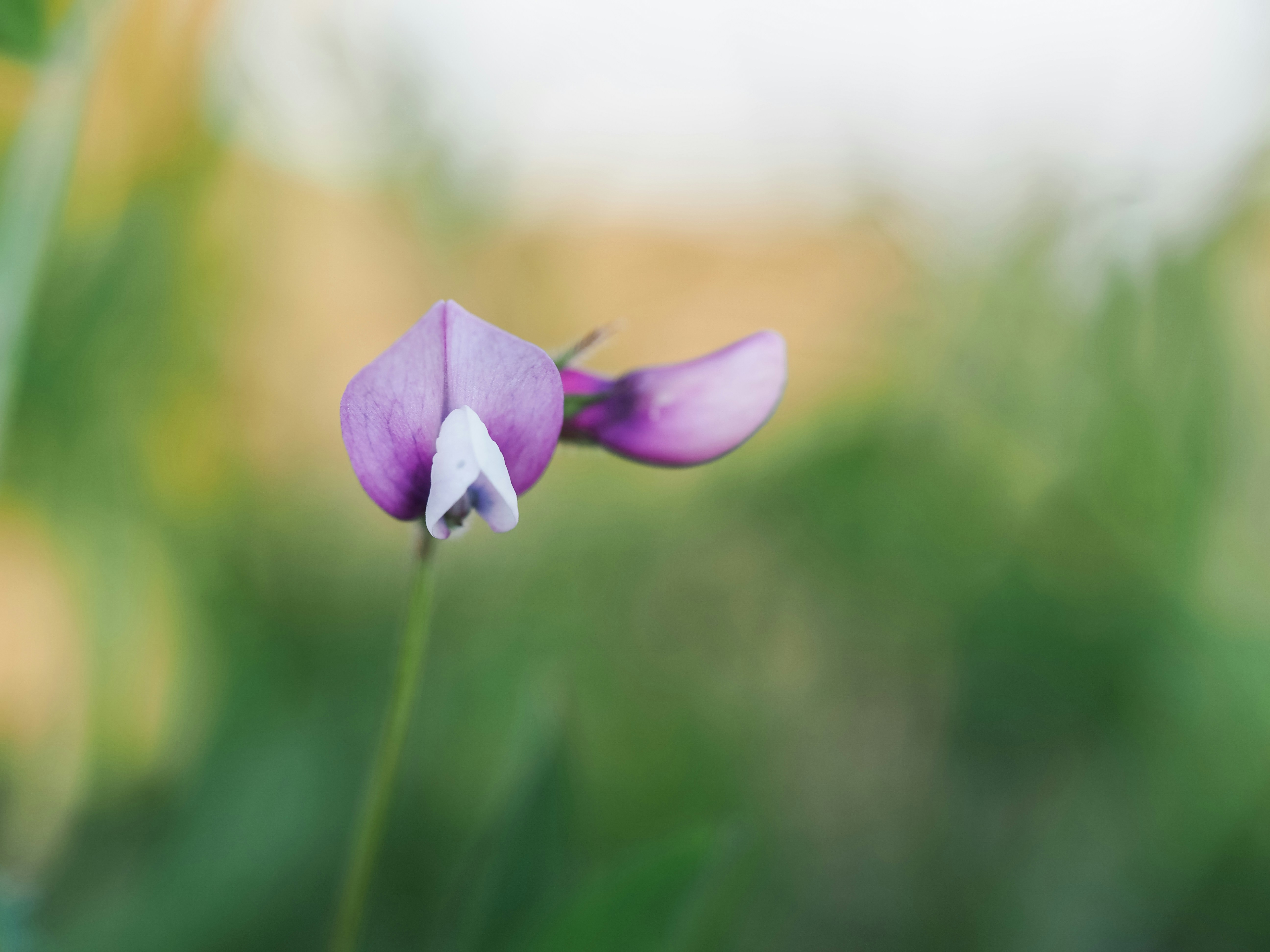 Purple bloom in a sunlit garden resonates with delicate color and soft background blur