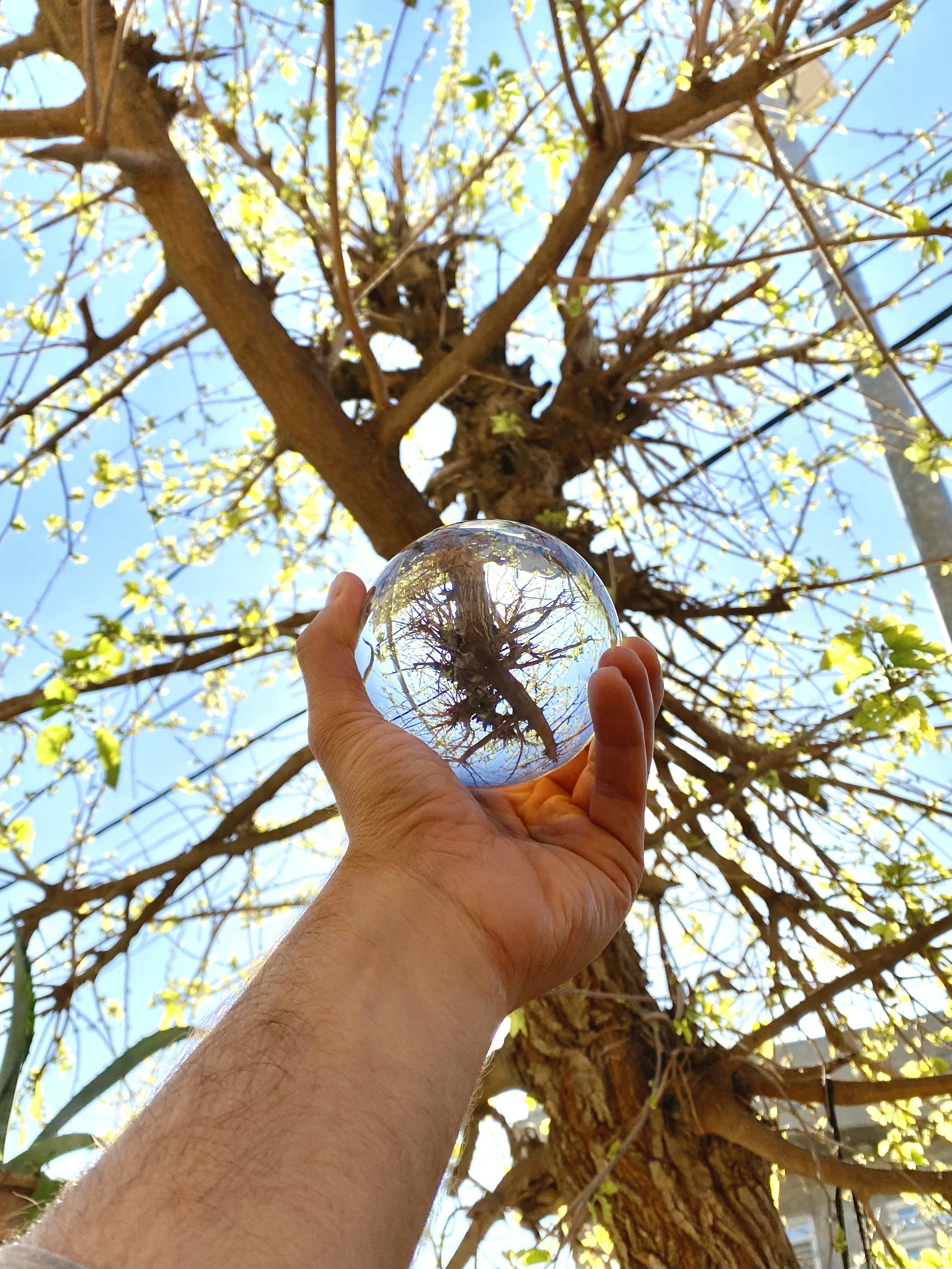 Canopy in a Crystal Sphere: An Inverted Tree Portrait
