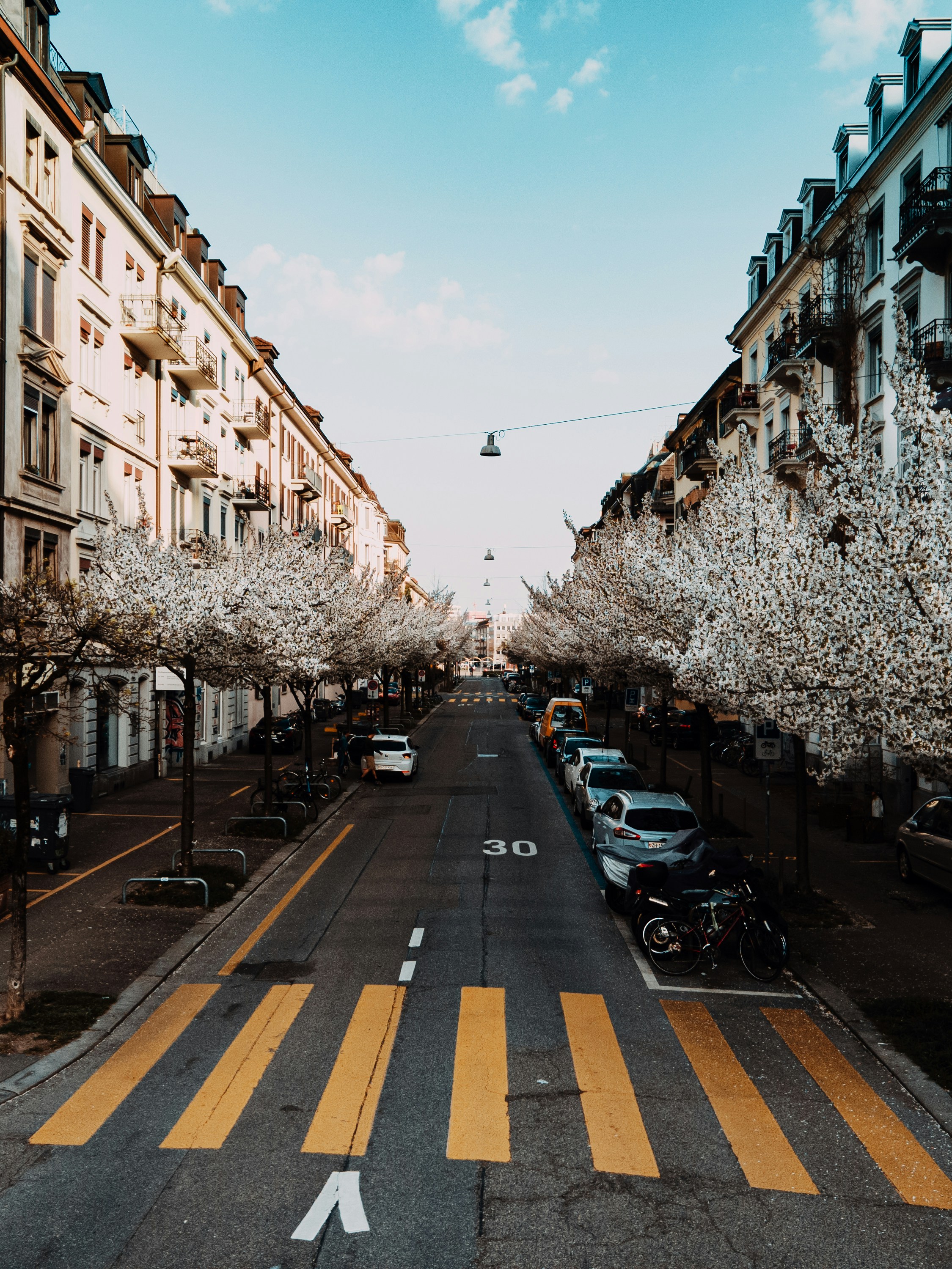 City Street in Bloom: A Symmetry of Trees and Traffic Lines
