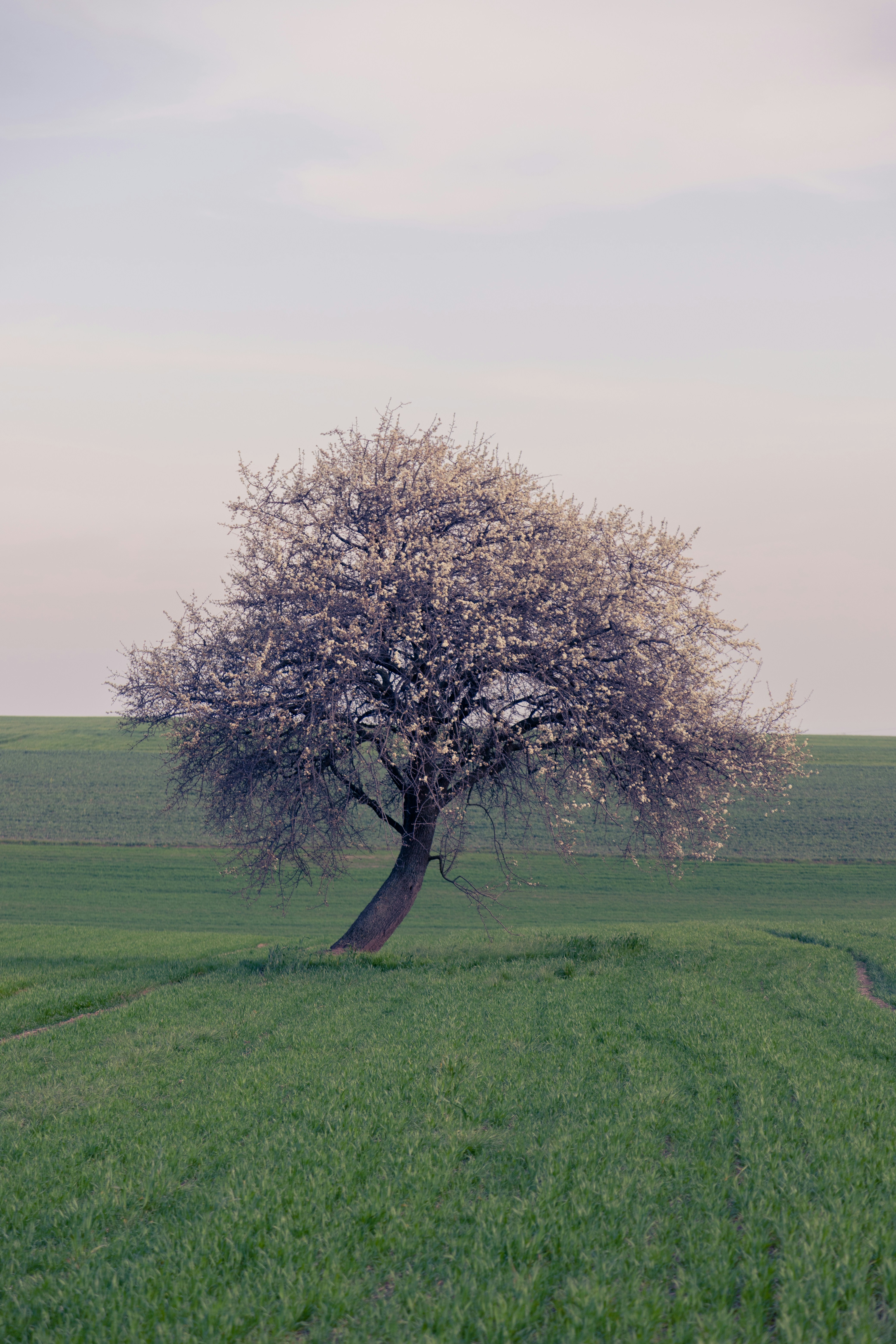Green tree on green grass field during daytime photo – Free Single tree ...