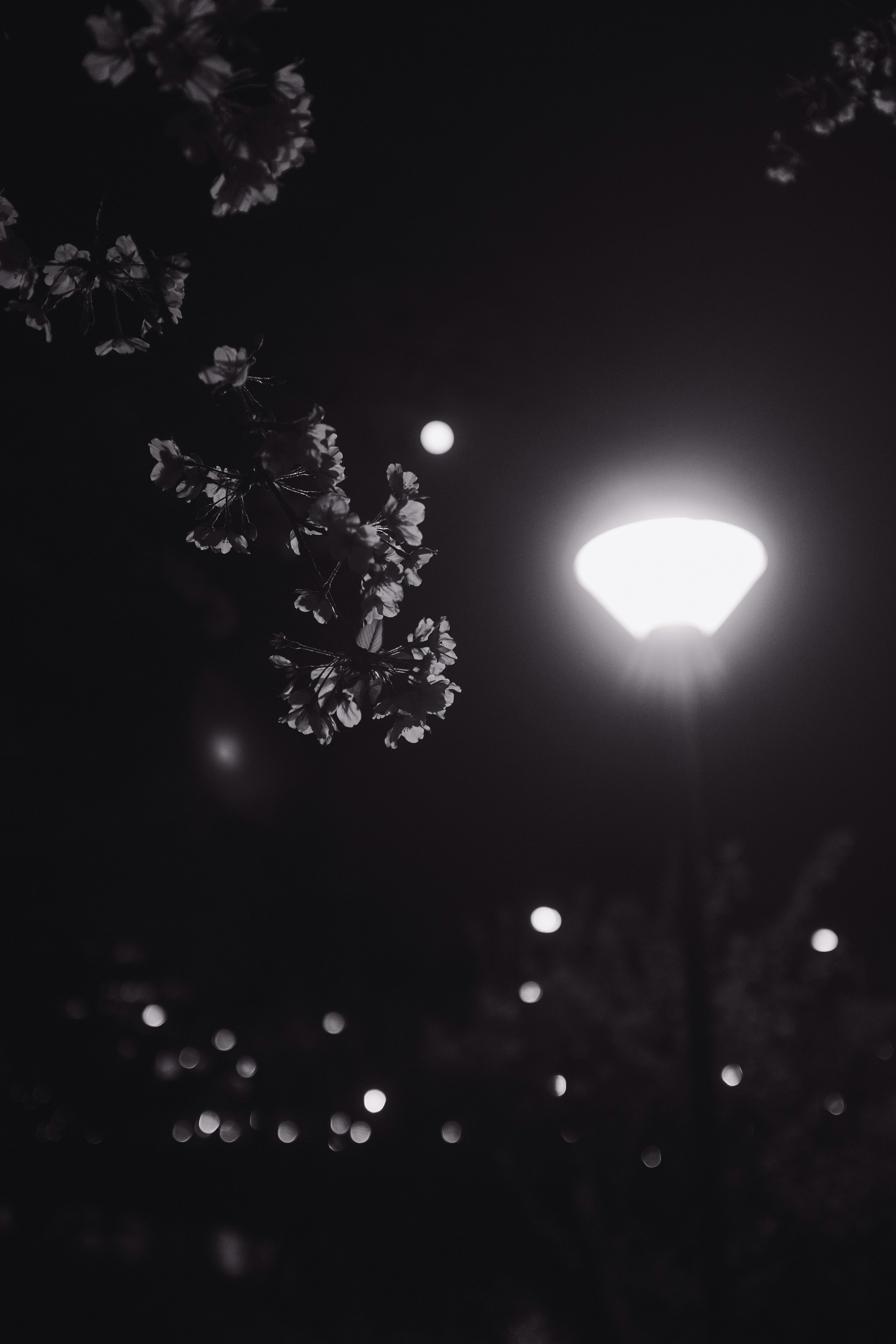 Moonlit Street Lanterns and Blossom Silhouettes