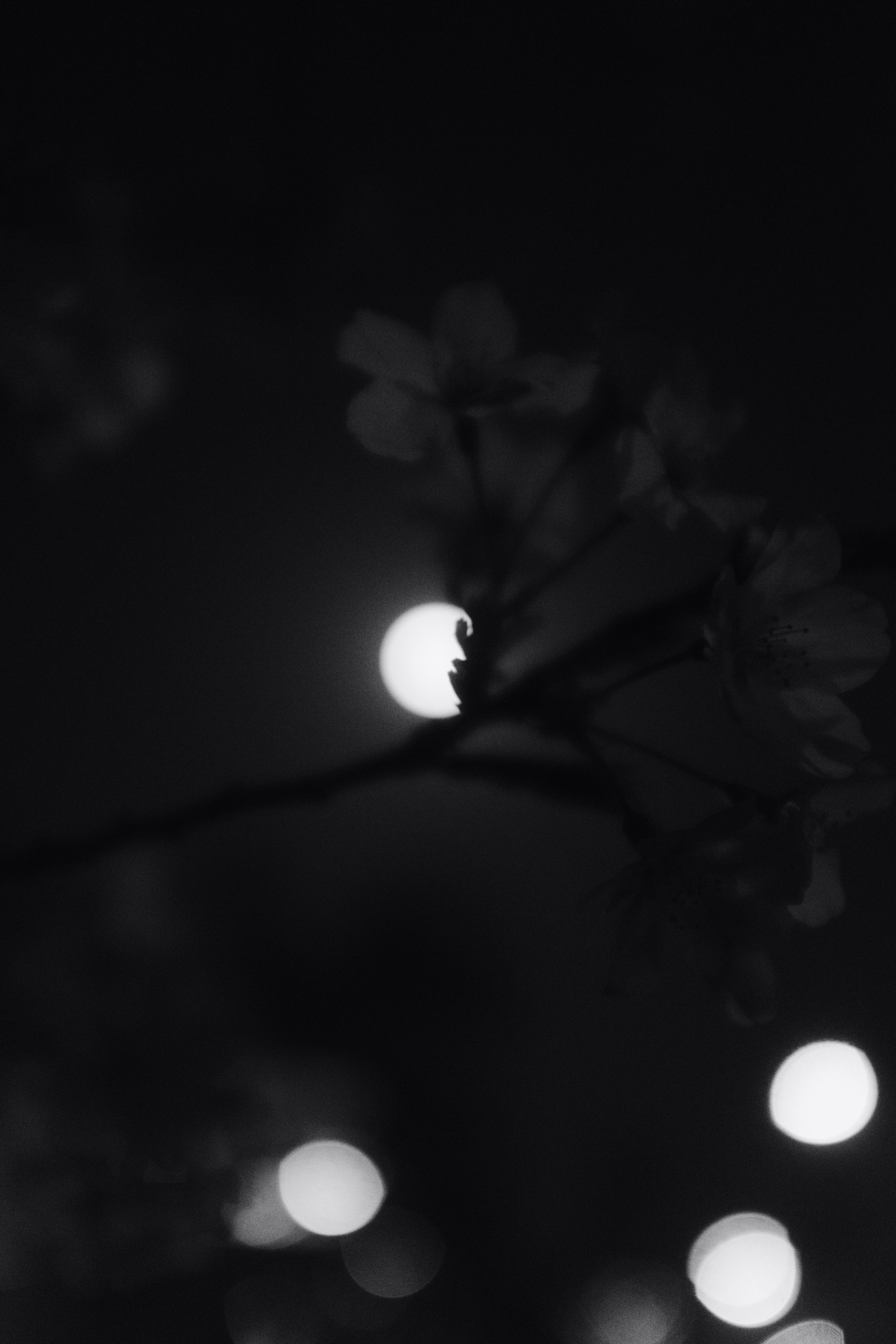 Silhouetted cherry blossom branches frame a glowing orb in a darkened scene, creating a serene nocturnal atmosphere.