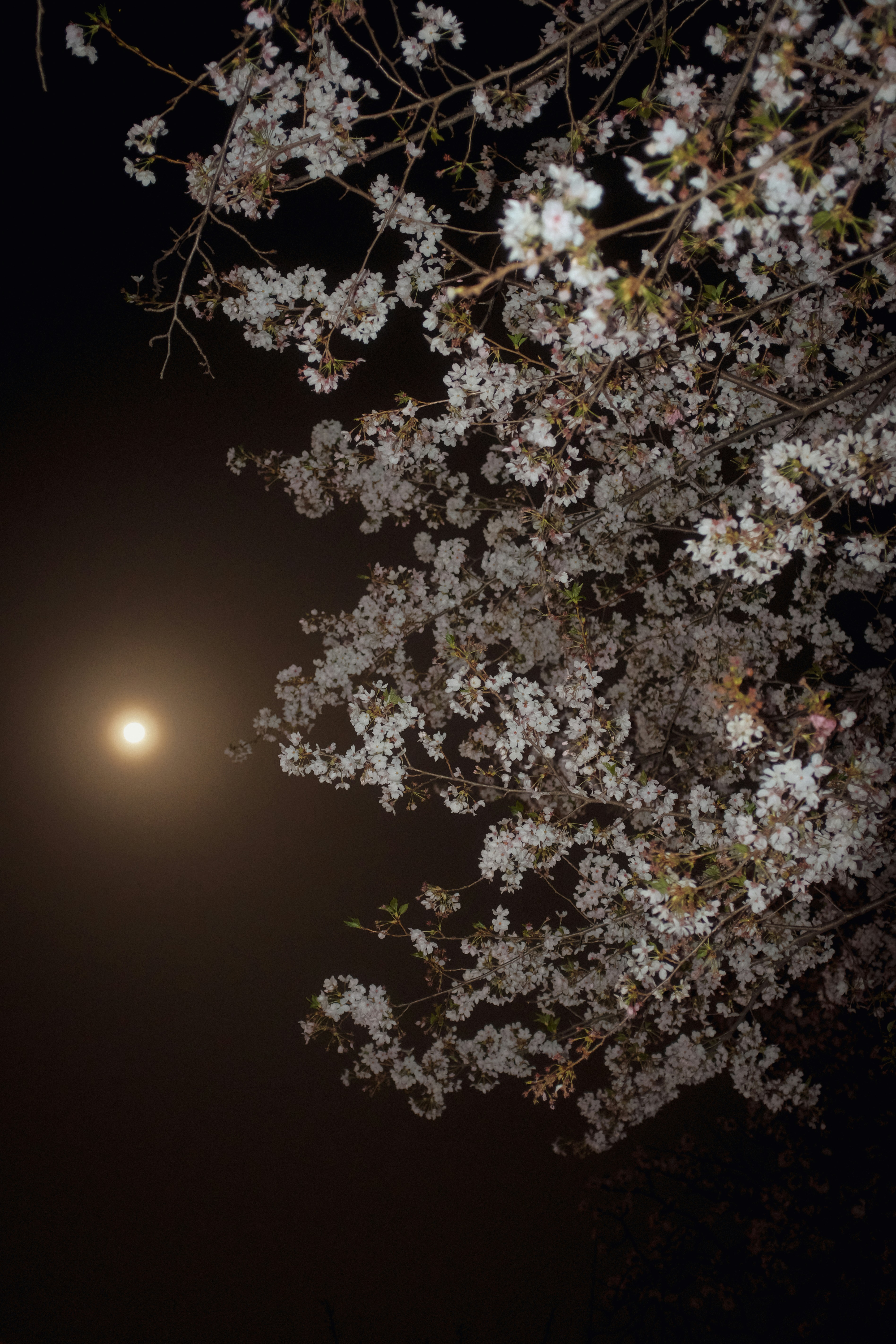 Moonlit Cherry Blossoms: Night Bloom Under a Soft Halo