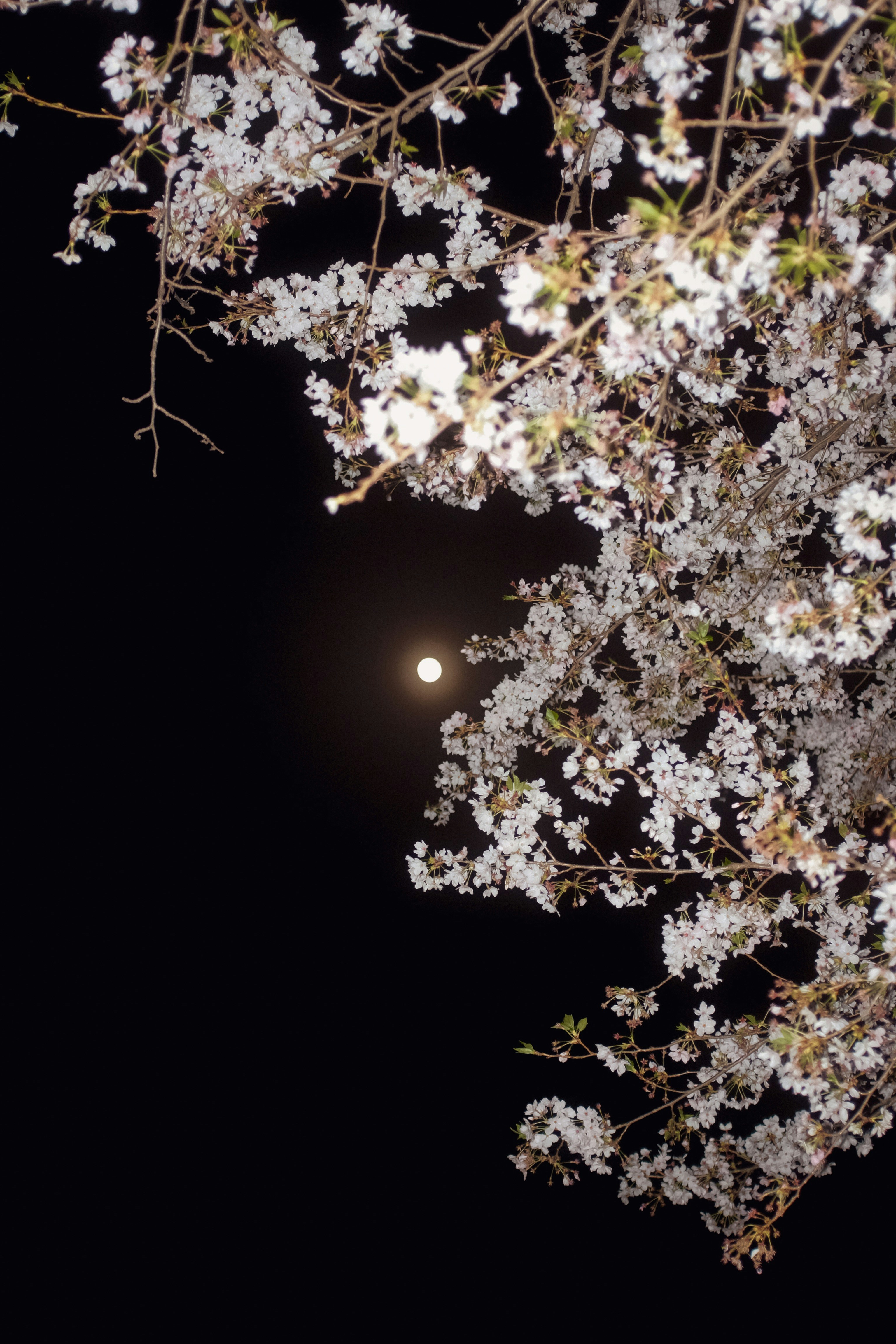 Cherry Blossom Tree At Night Wallpaper
