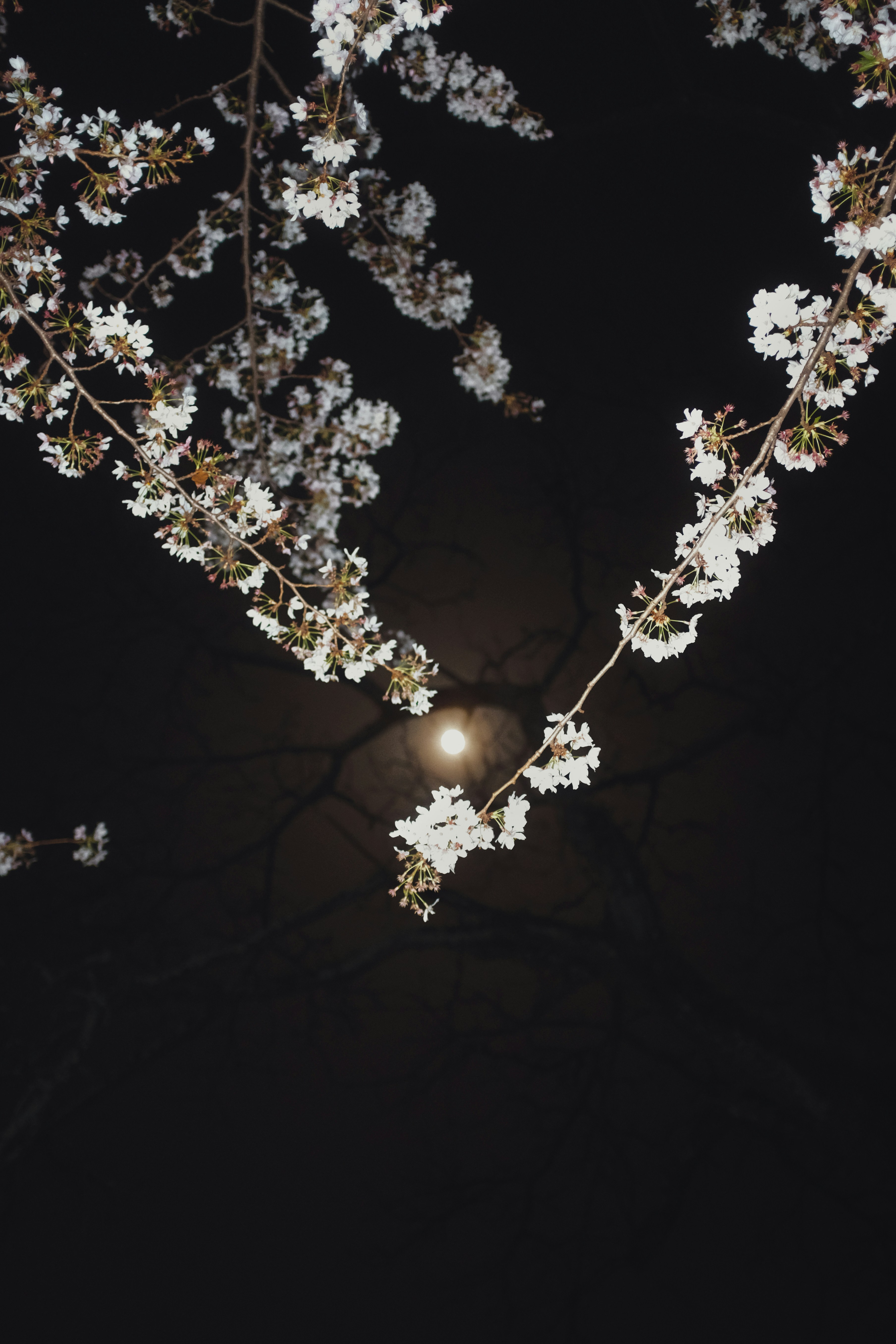 Moonlit Cherry Blossoms Framing a Silent Night