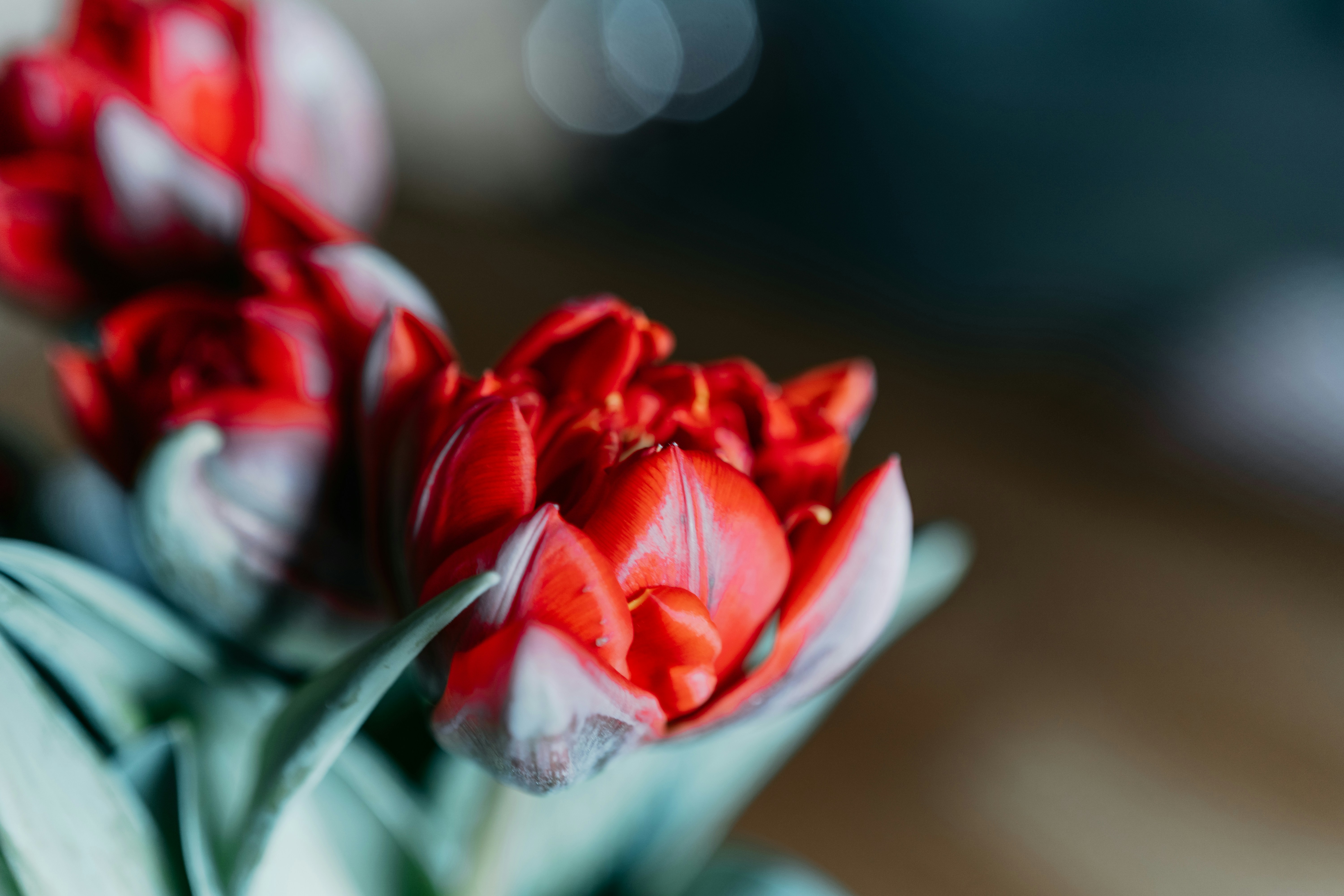 Crimson Tulips in Focus: Velvet Macro with Gentle Bokeh