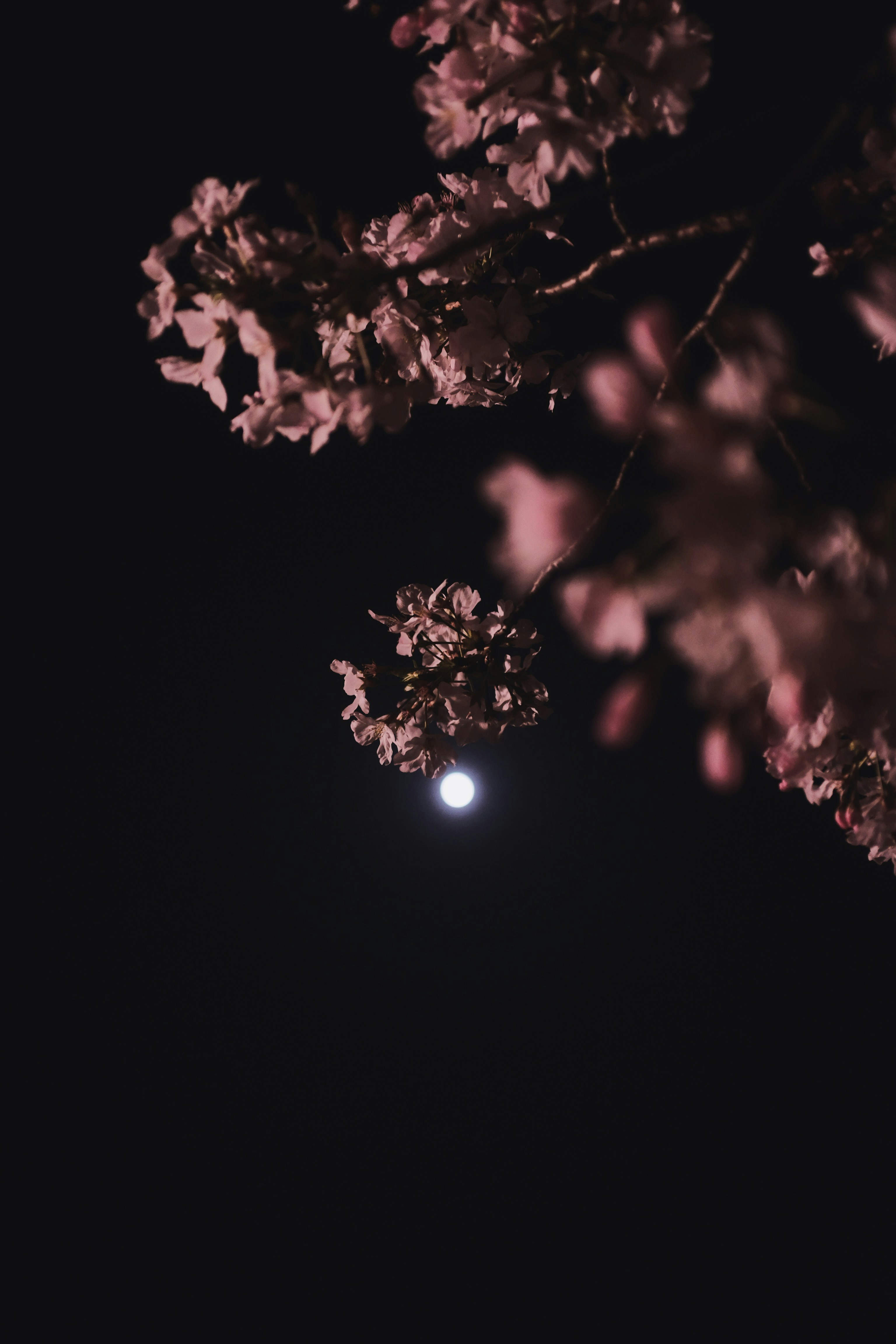 Night Flower Pictures | Download Free Images on Unsplash