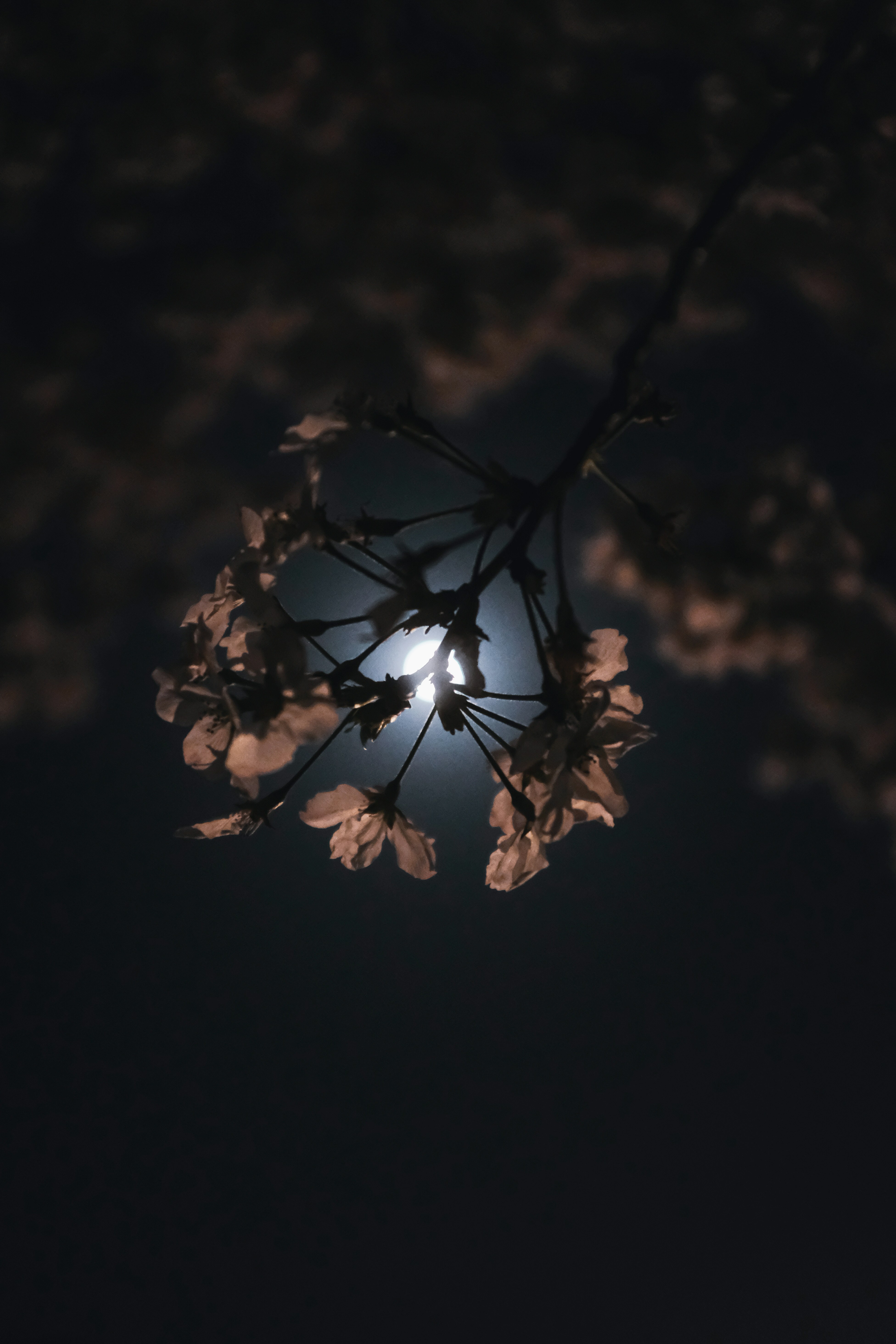 brown leaves in black background