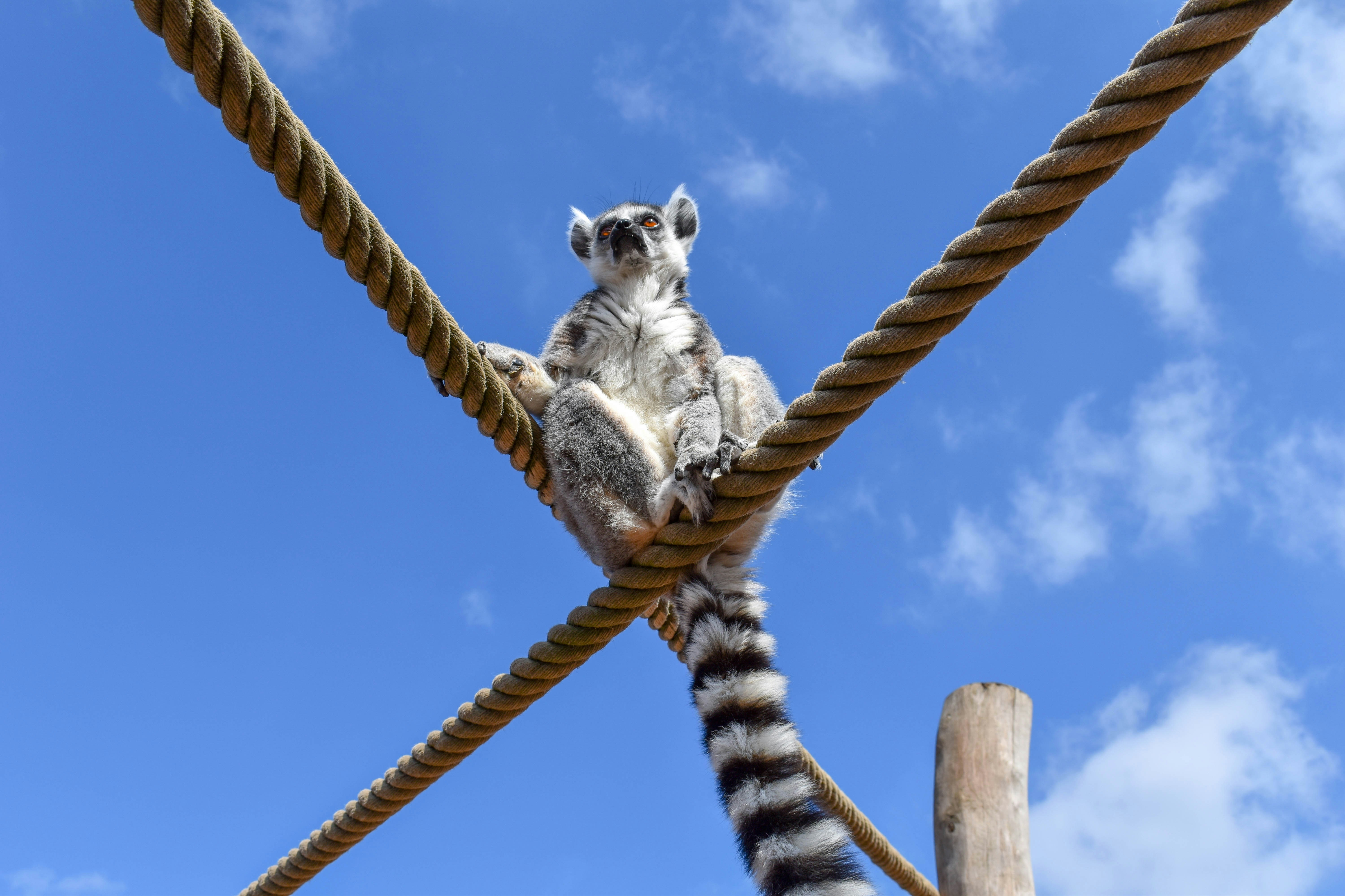 A lemur balances gracefully on a thick rope against a bright blue sky, showcasing its distinctive striped tail.