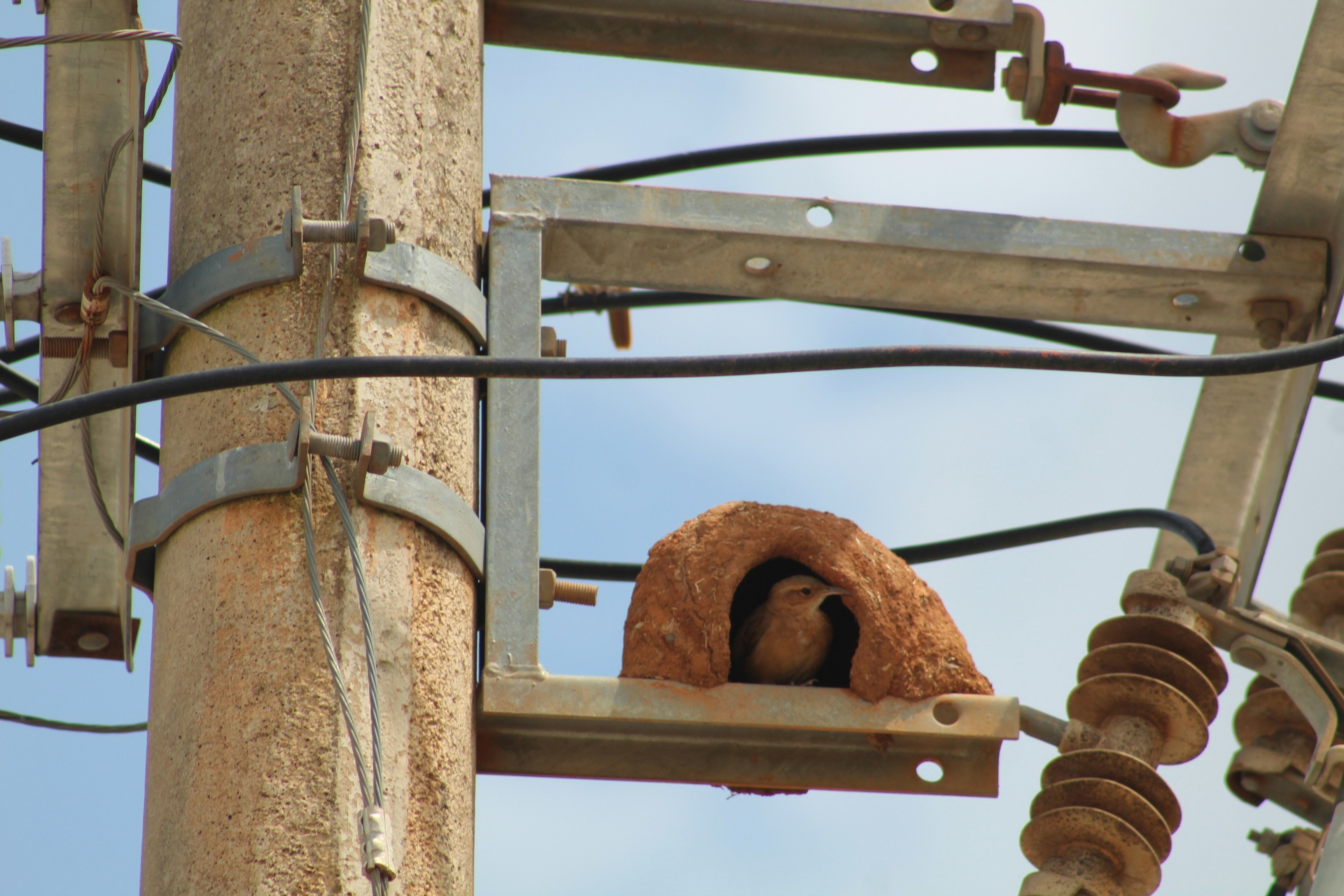 Bird in a Cage of Wires: A Pigeon Nesting Among Power Lines
