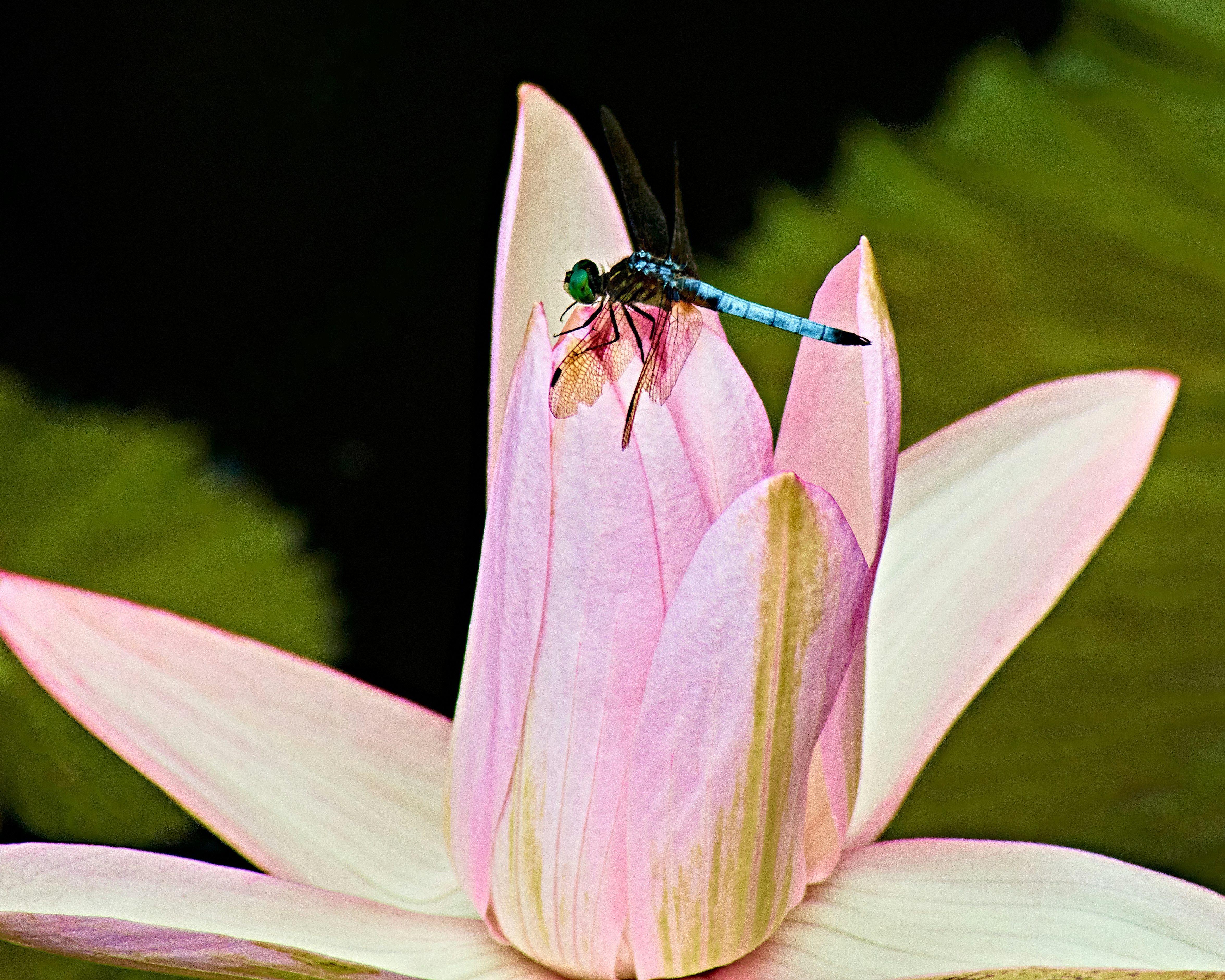 A vibrant dragonfly perched delicately on a pink lotus flower, surrounded by lush green leaves. The scene captures a moment of tranquility in nature.