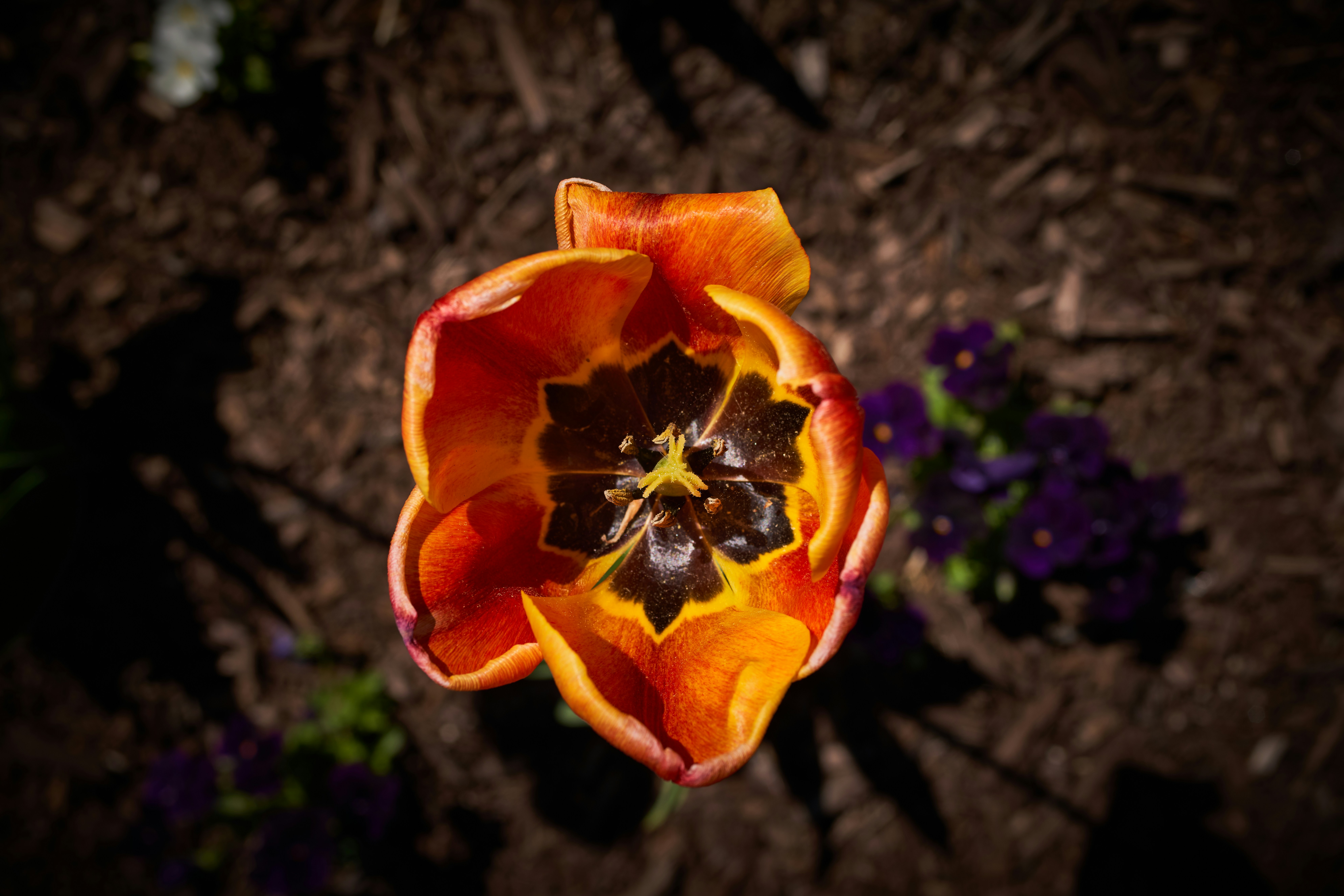 Orange Tulip Bloom Reaching Toward the Sun