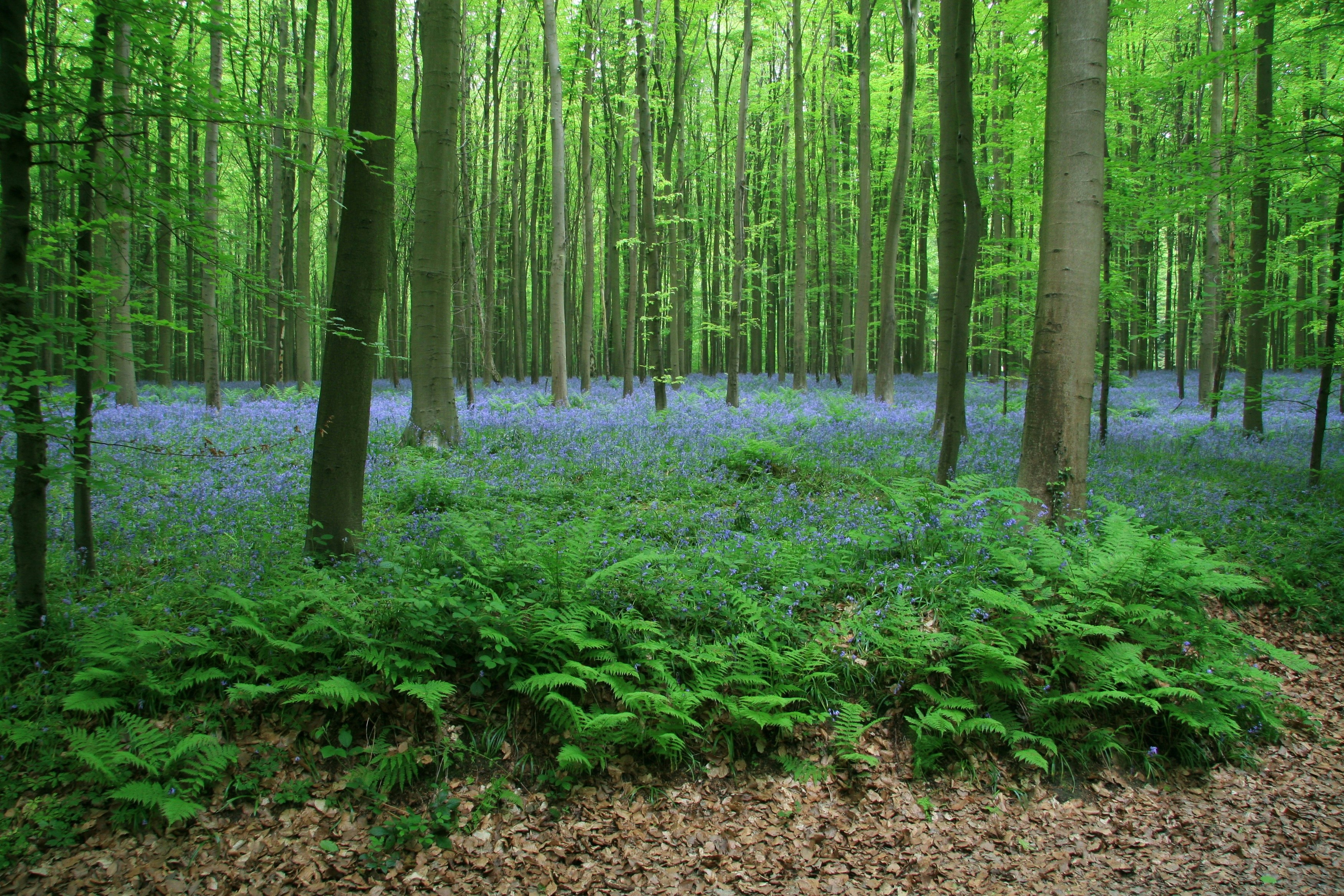 Lush forest floor carpeted with vibrant bluebells beneath tall, verdant trees.