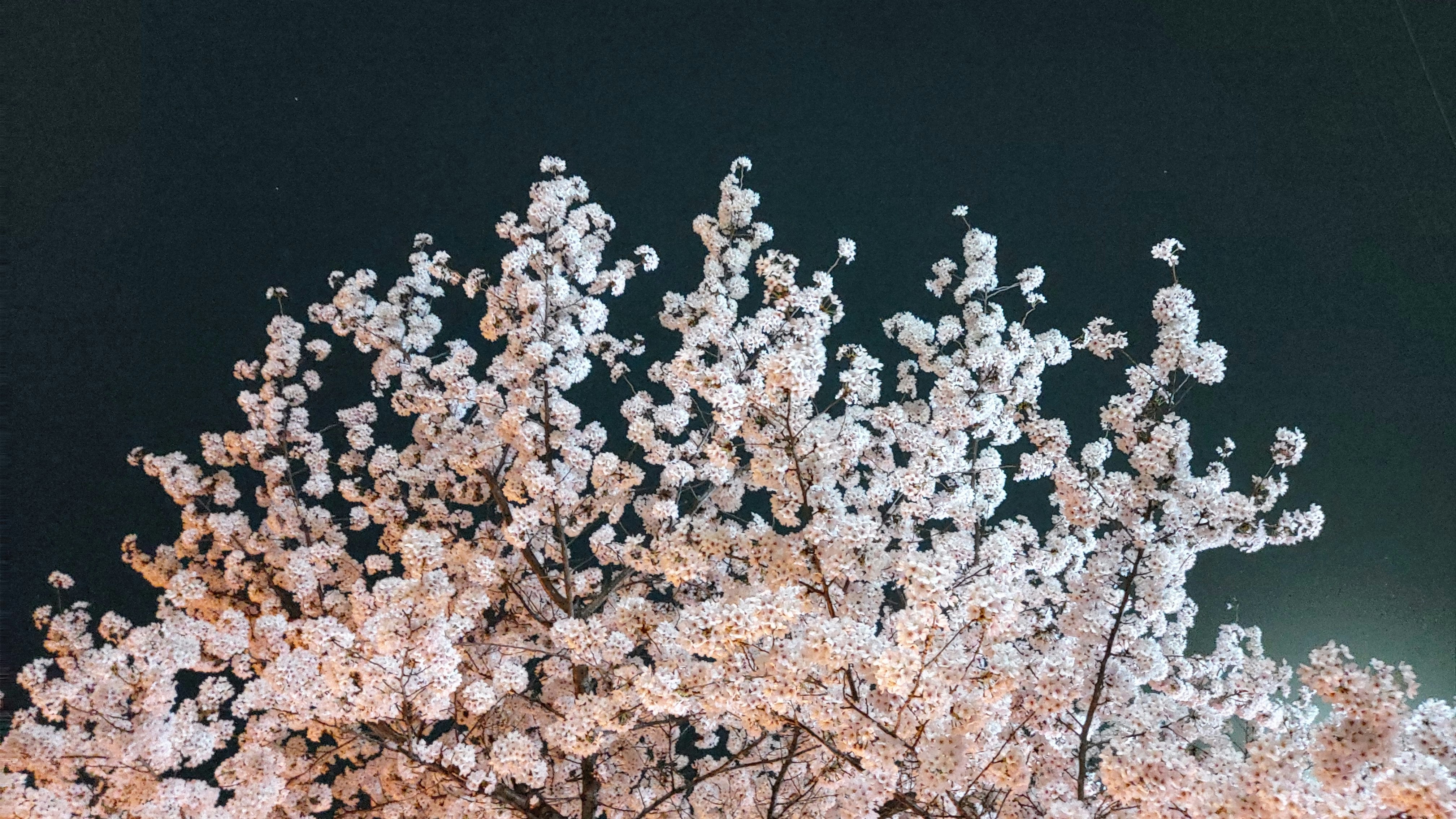 Sample photo from Samsung Galaxy A90