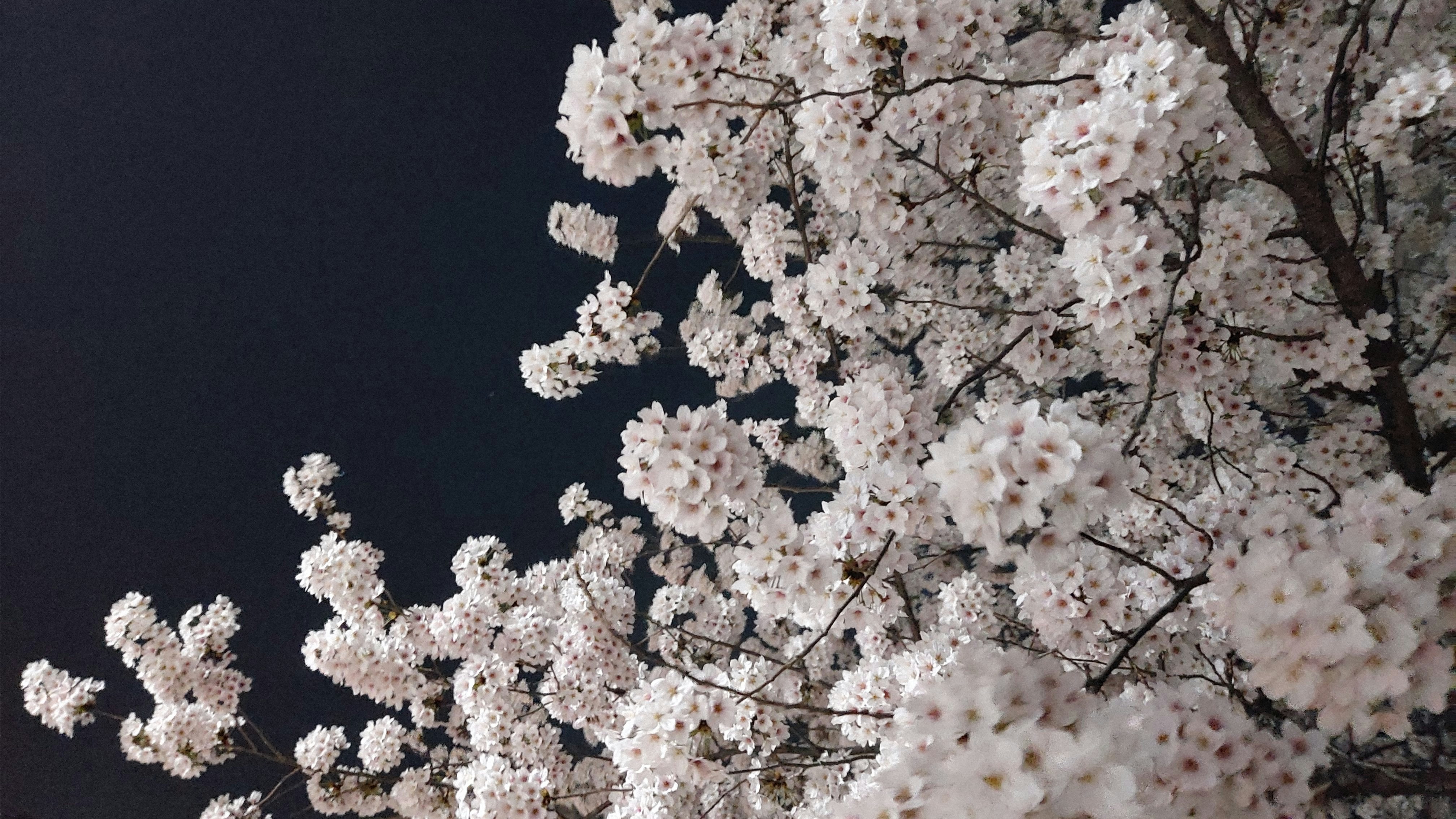 Sample photo from Samsung Galaxy A90