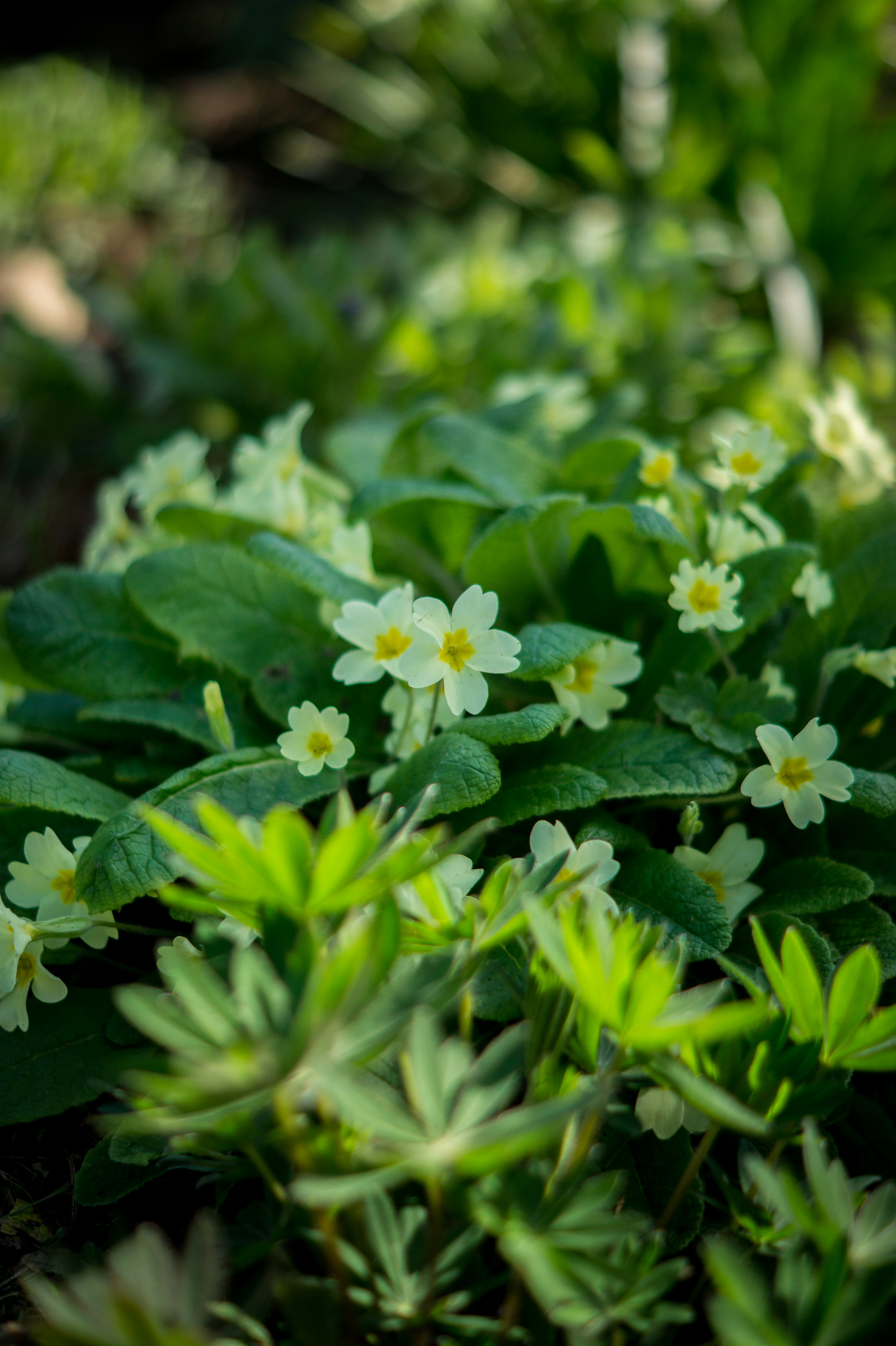Primrose Pictures | Download Free Images on Unsplash